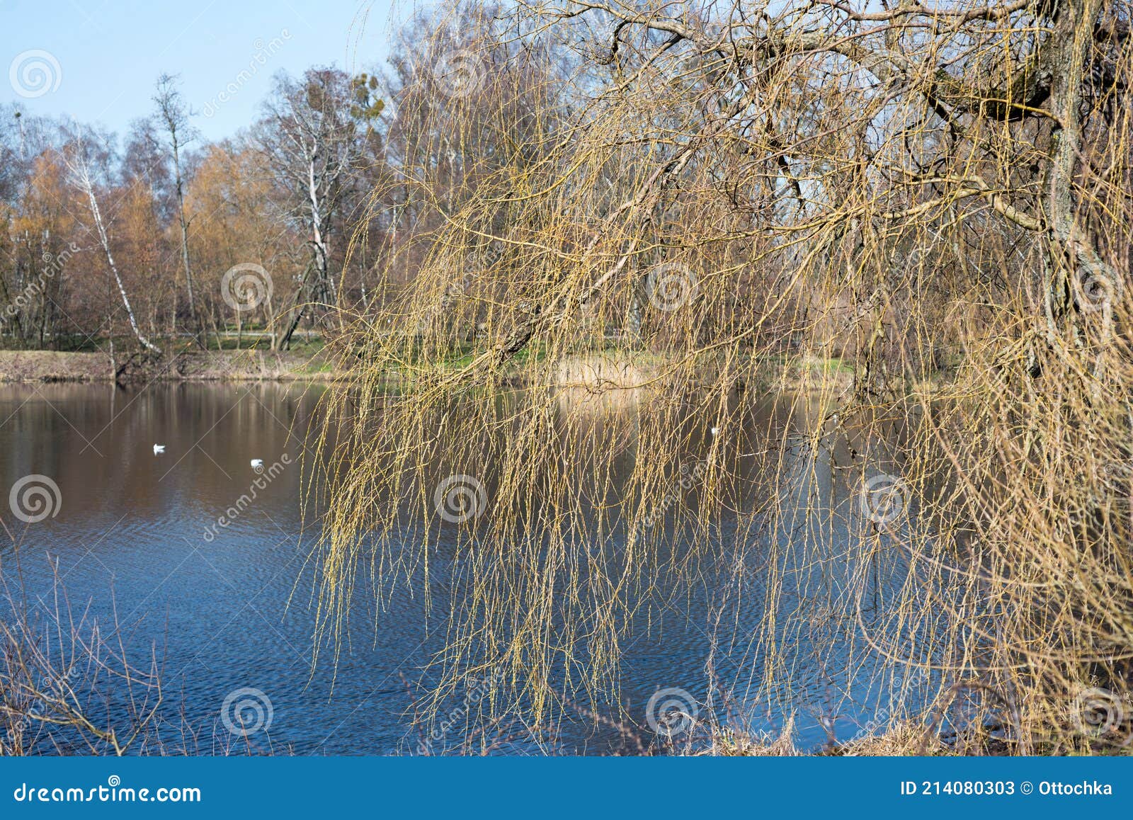 Willow Tree Bent Over the Lake Stock Image - Image of lake, branches ...
