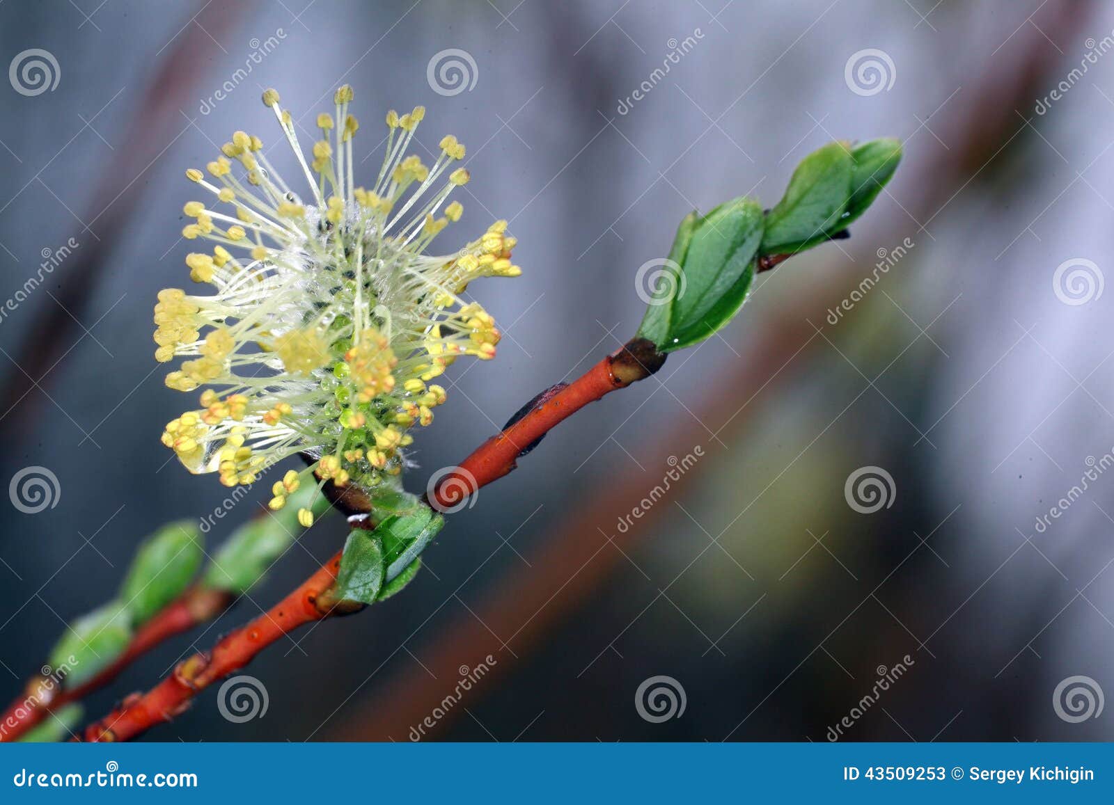 Branch with Willow Buds and Yellow Flower Stock Image - Image of macro ...