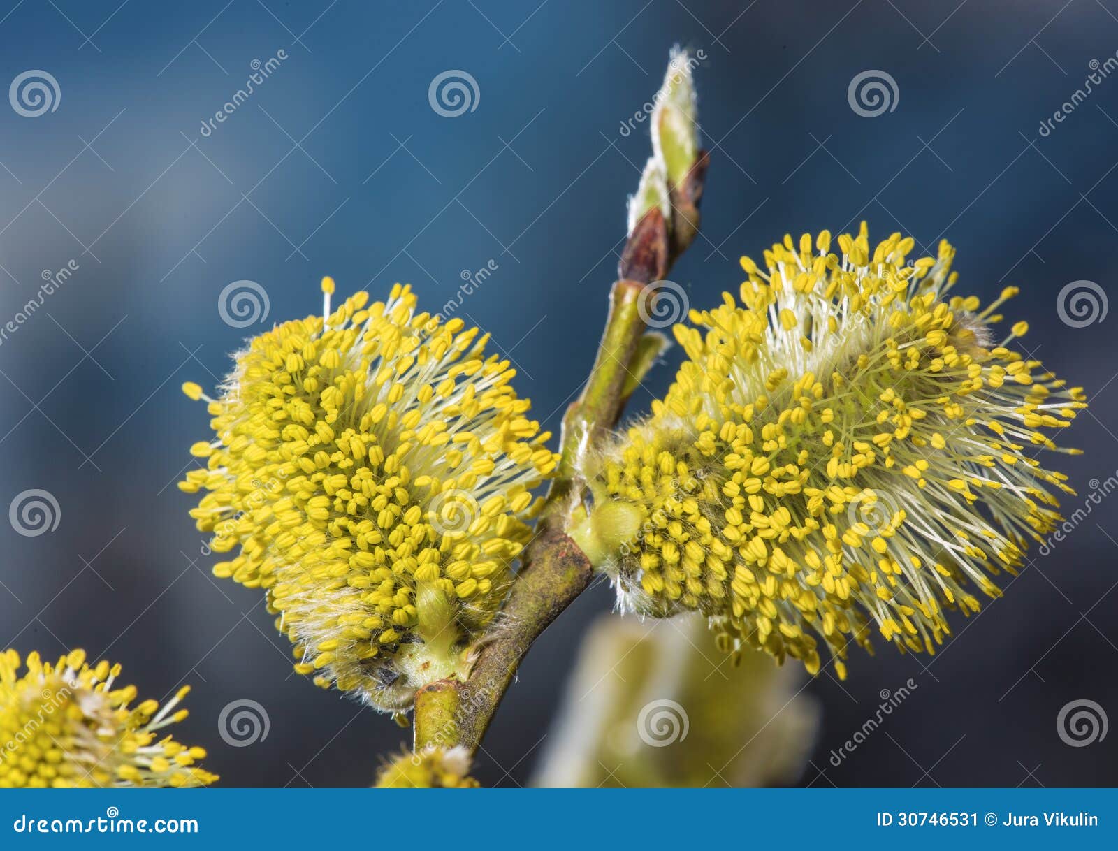 Branch of a willow stock image. Image of pollen, fluffy - 30746531