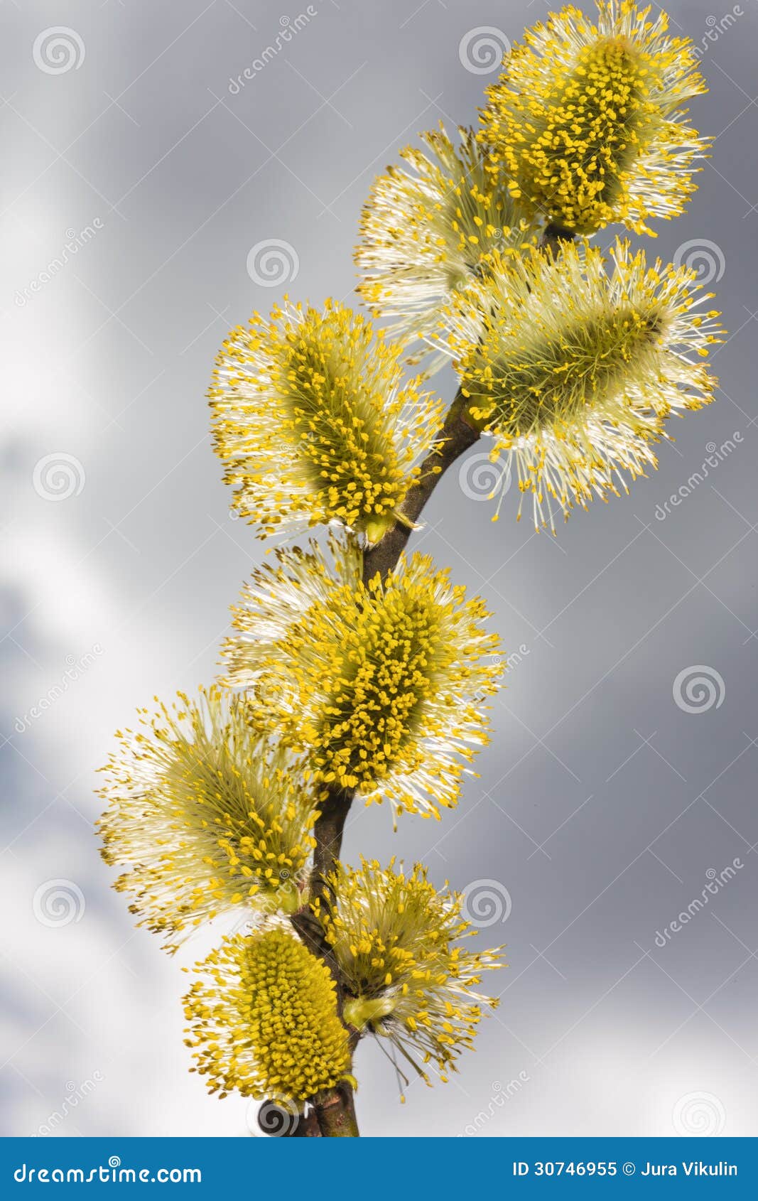 Branch of a willow stock image. Image of branch, pussywillows - 30746955