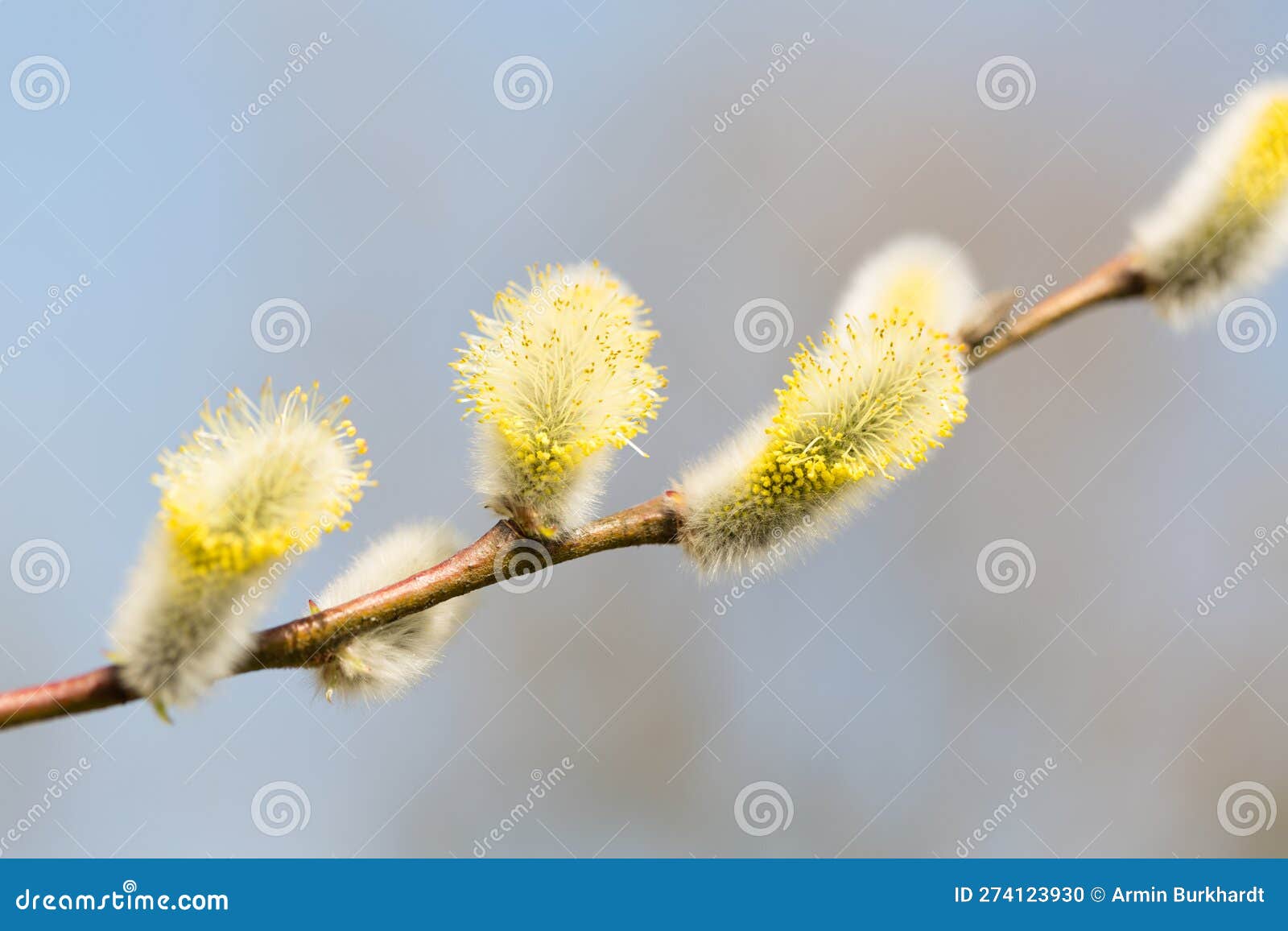 Willow Flowers On The Stems Young Fruit Tree Bud On Blurred Background ...