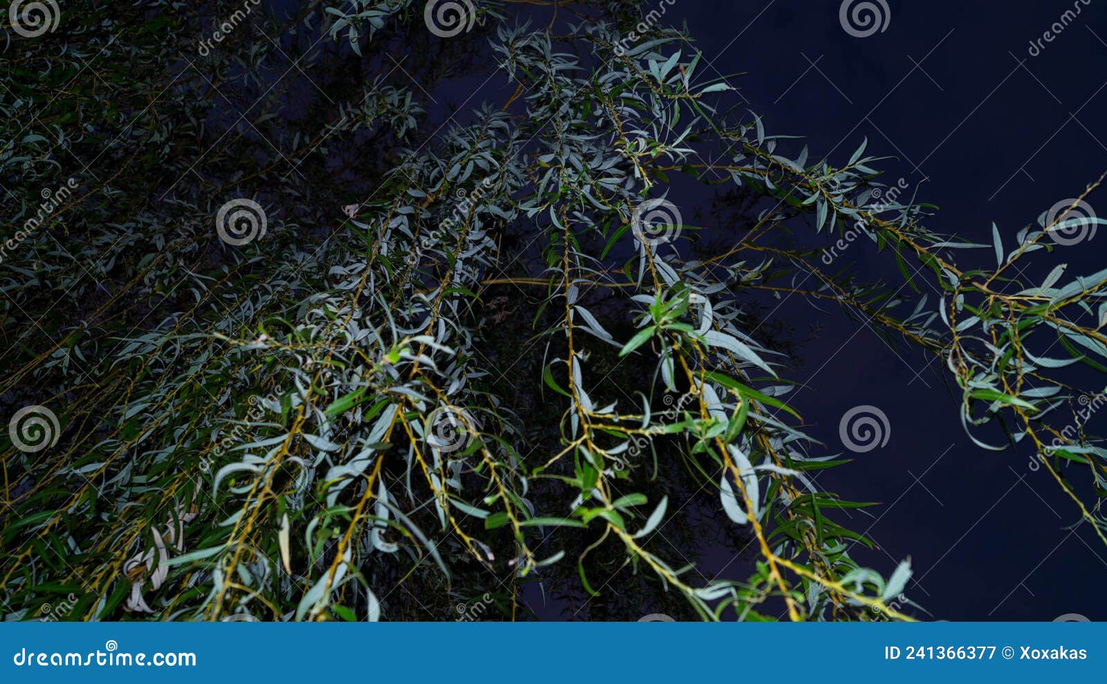 A Branch of a Willow Tree Hangs, Against the Background of the Night ...