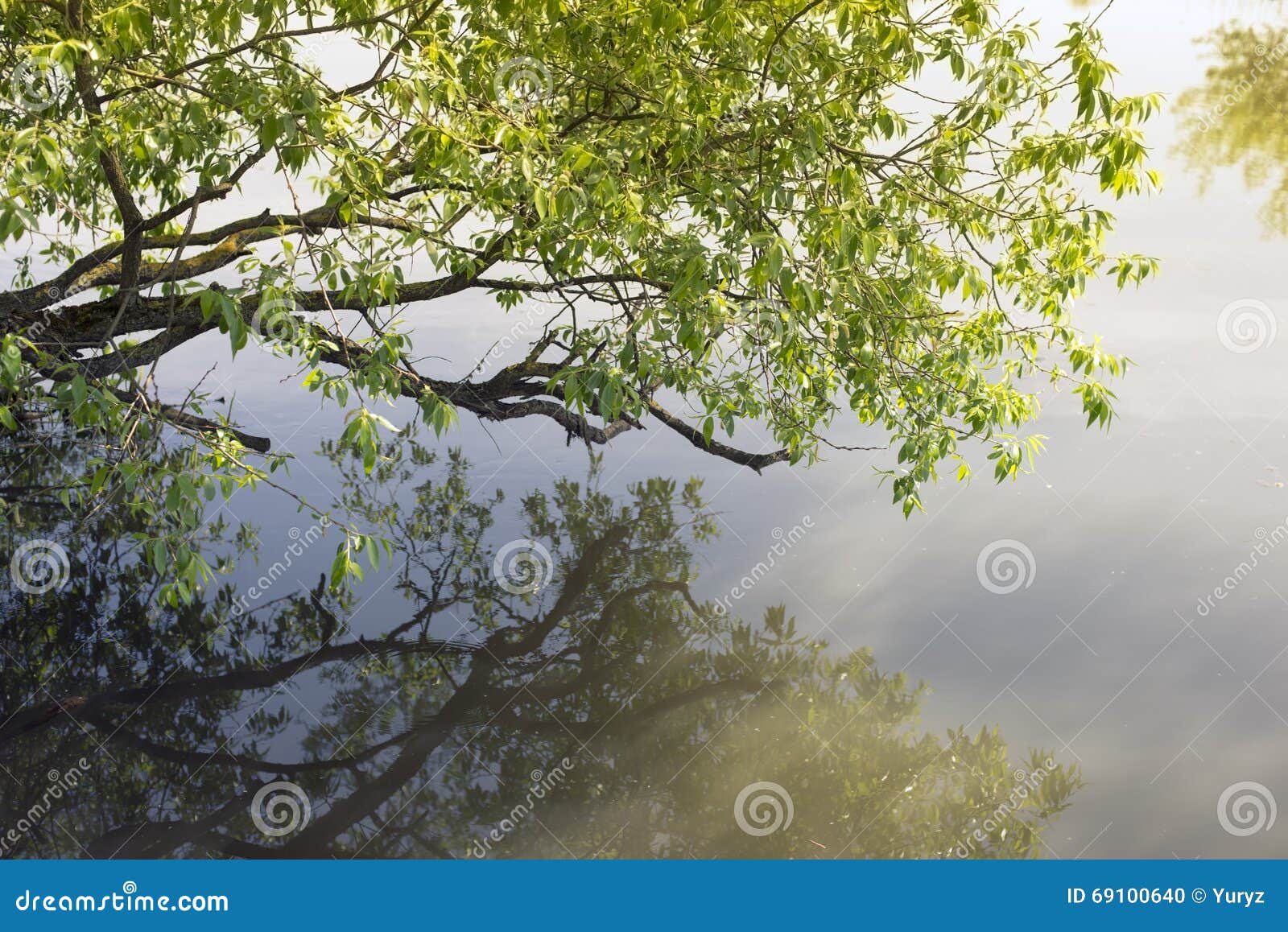 Branch of willow tree stock photo. Image of willow, leaf - 69100640