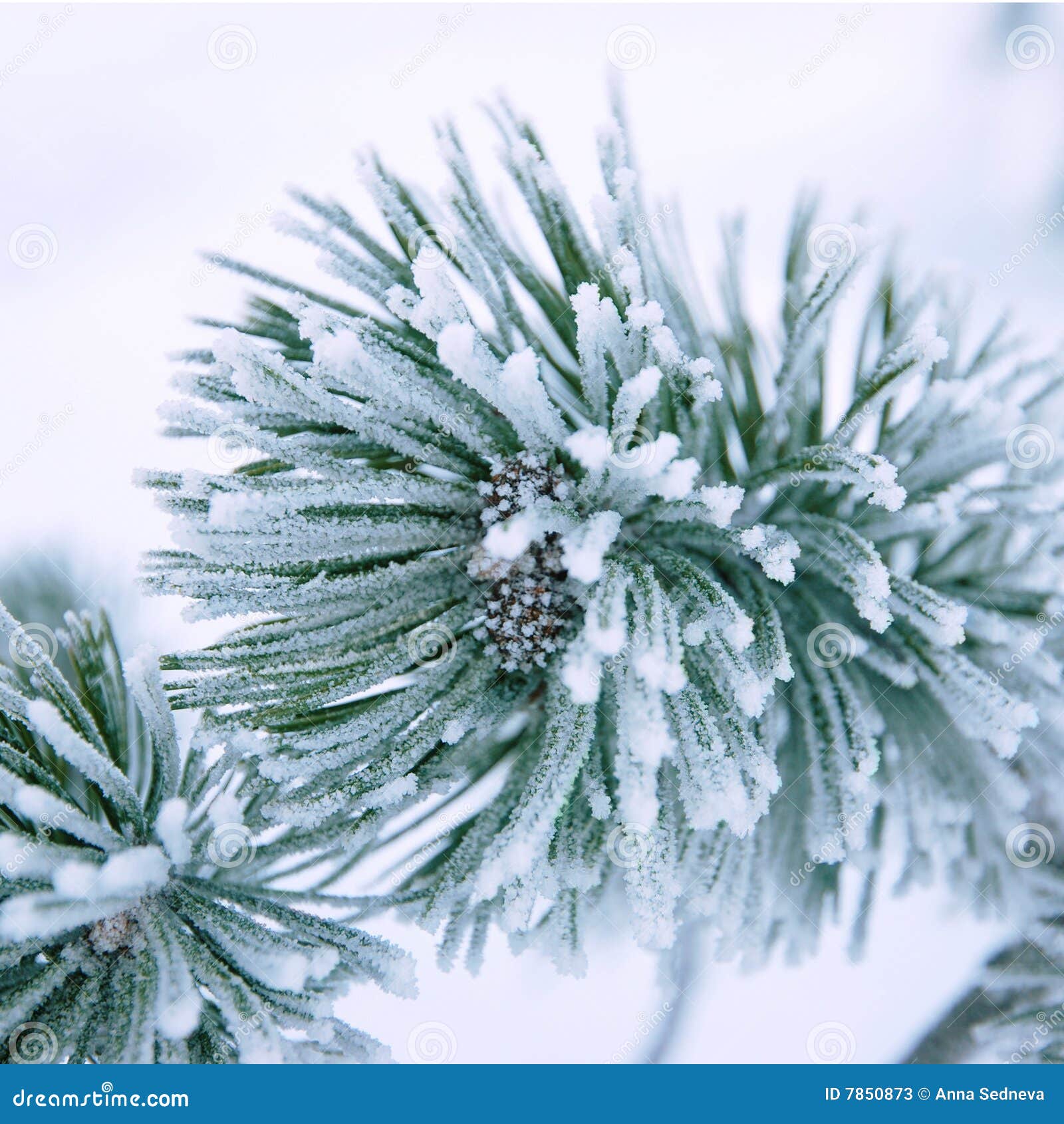 Branch of a Winter Pine Tree Stock Image - Image of close, background ...