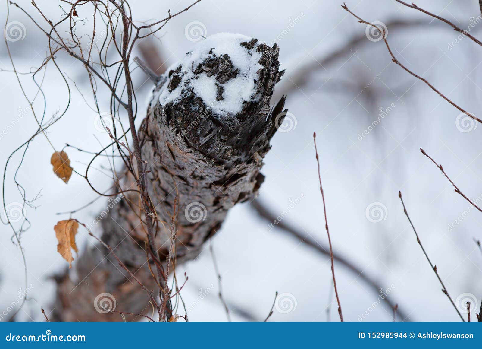 Branch in Winter with Snow stock photo. Image of country - 152985944