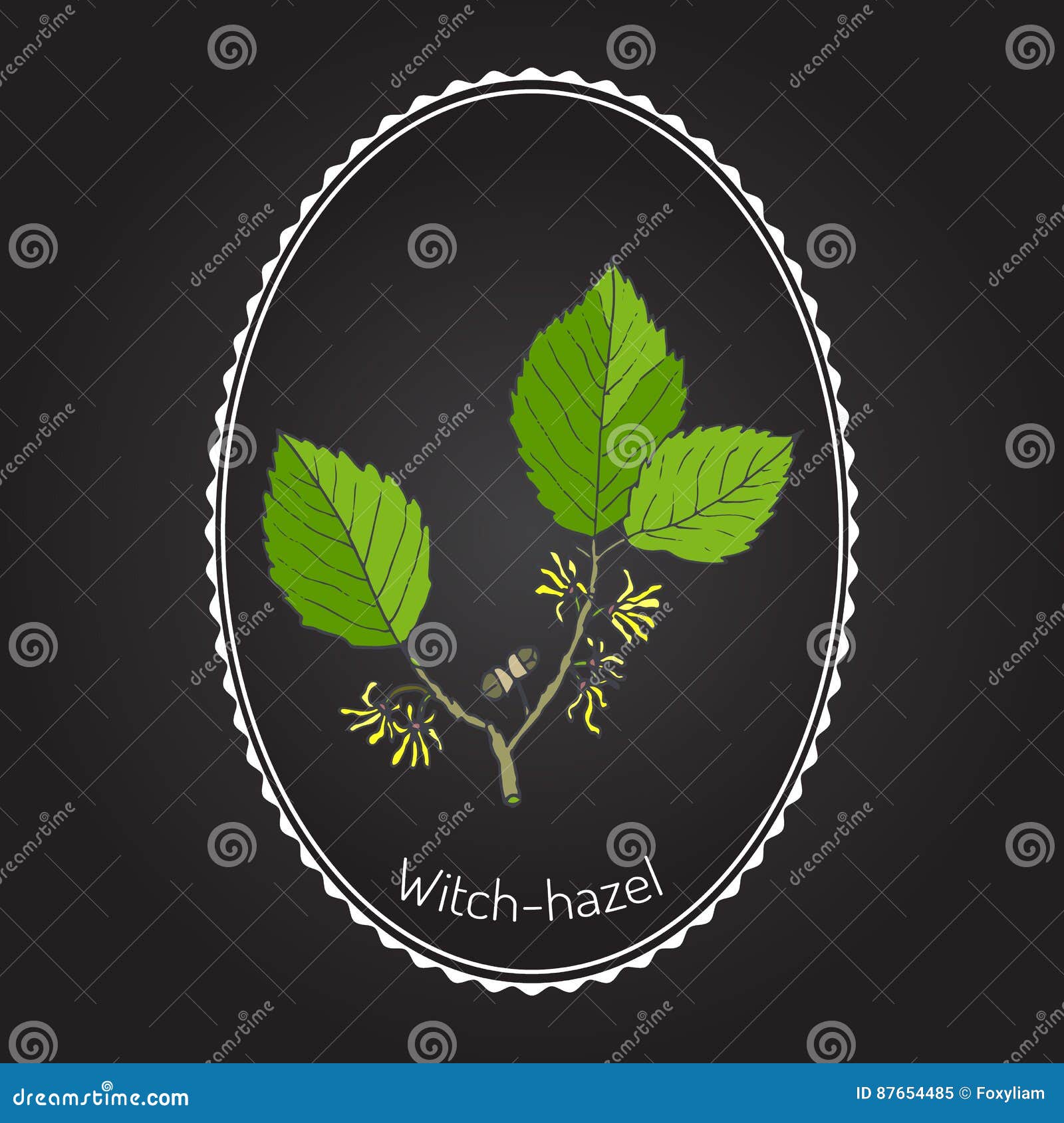Branch of a witch hazel stock vector. Illustration of branch - 87654485