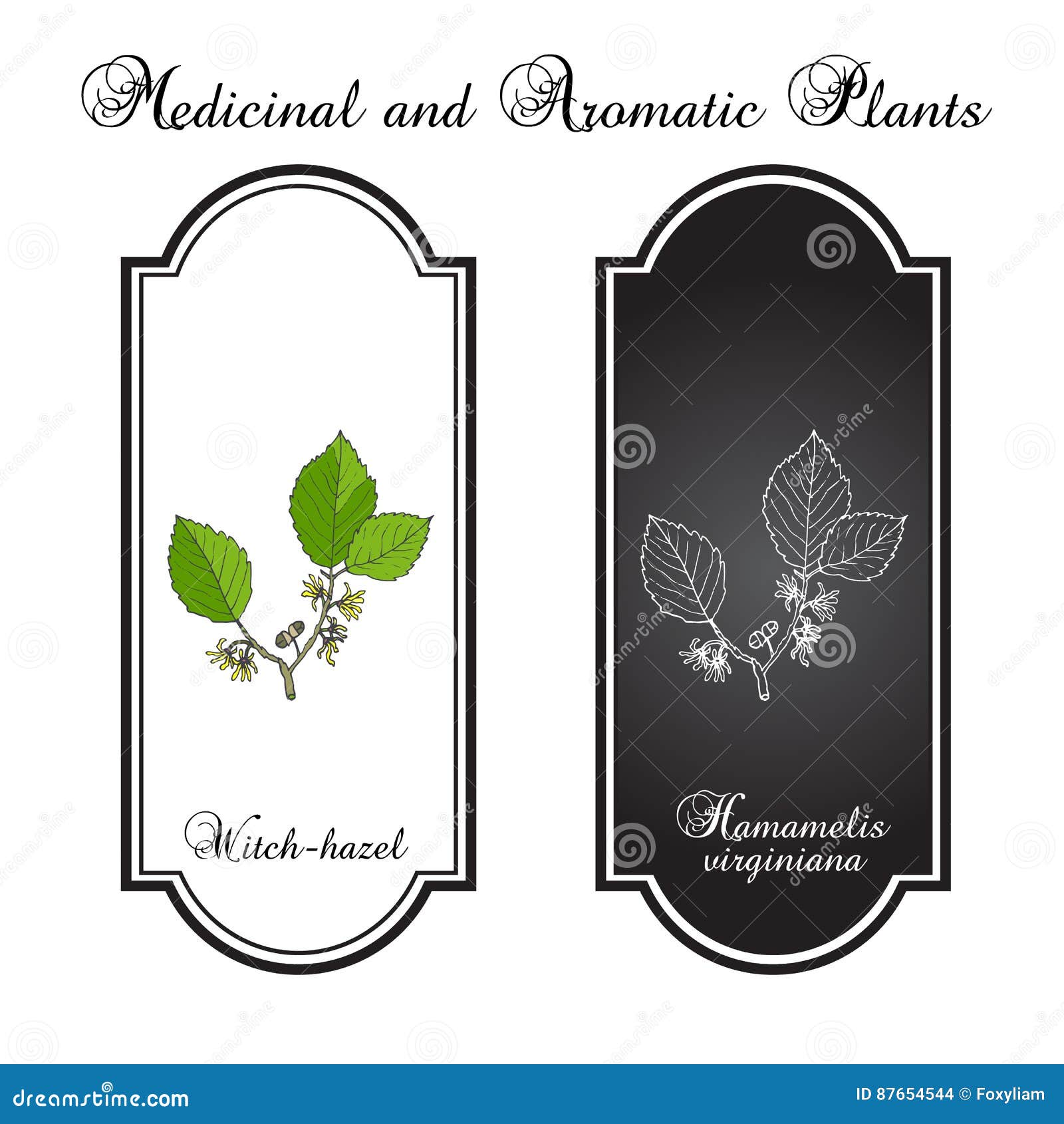 Branch of a witch hazel stock vector. Illustration of branch - 87654544