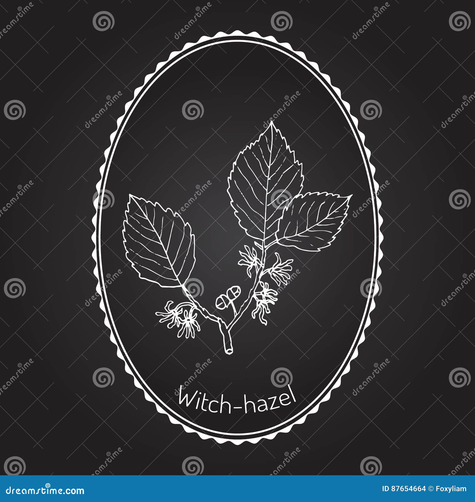 Branch of a witch hazel stock vector. Illustration of alternative ...