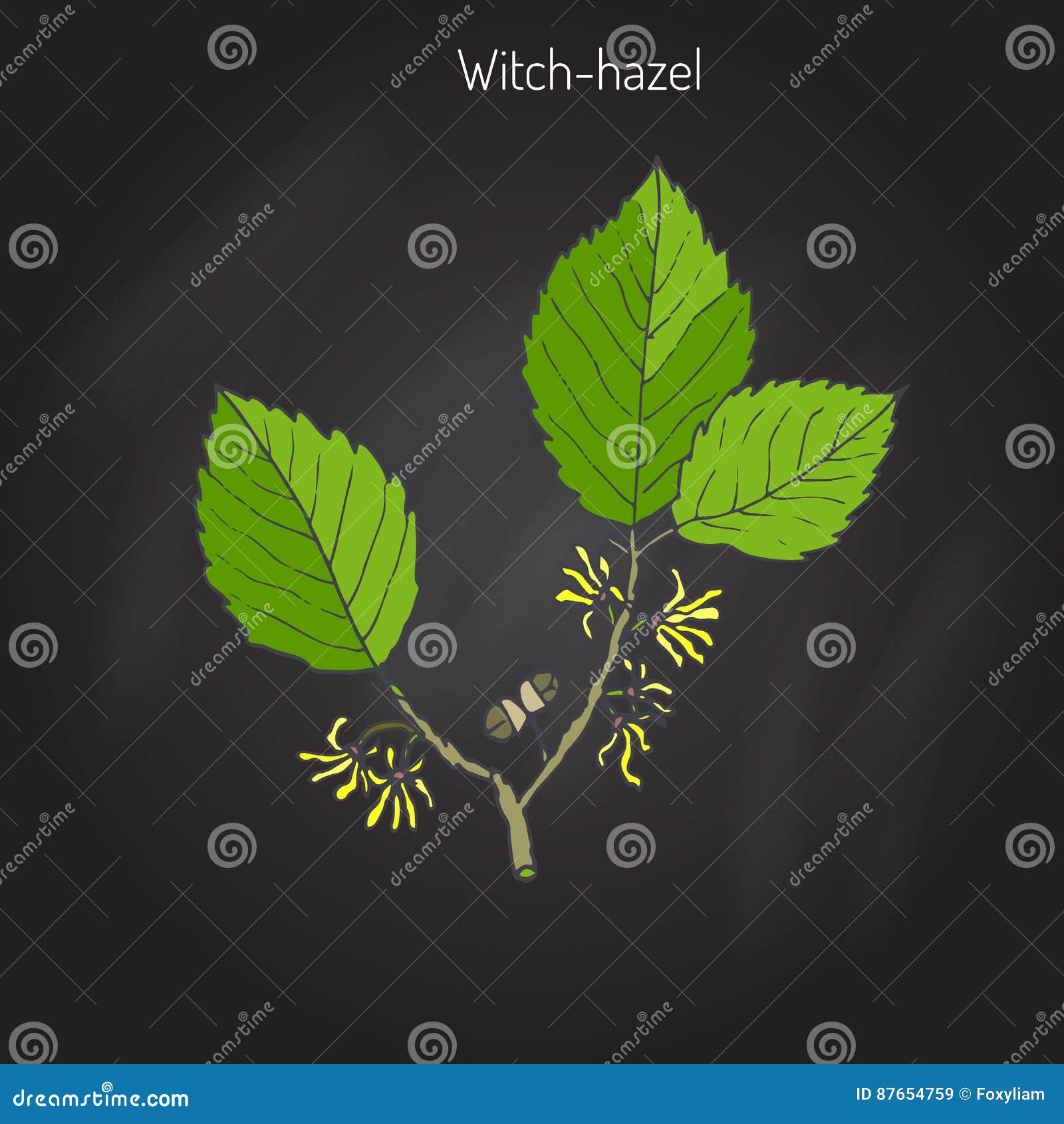 Branch of a witch hazel stock vector. Illustration of wild - 87654759