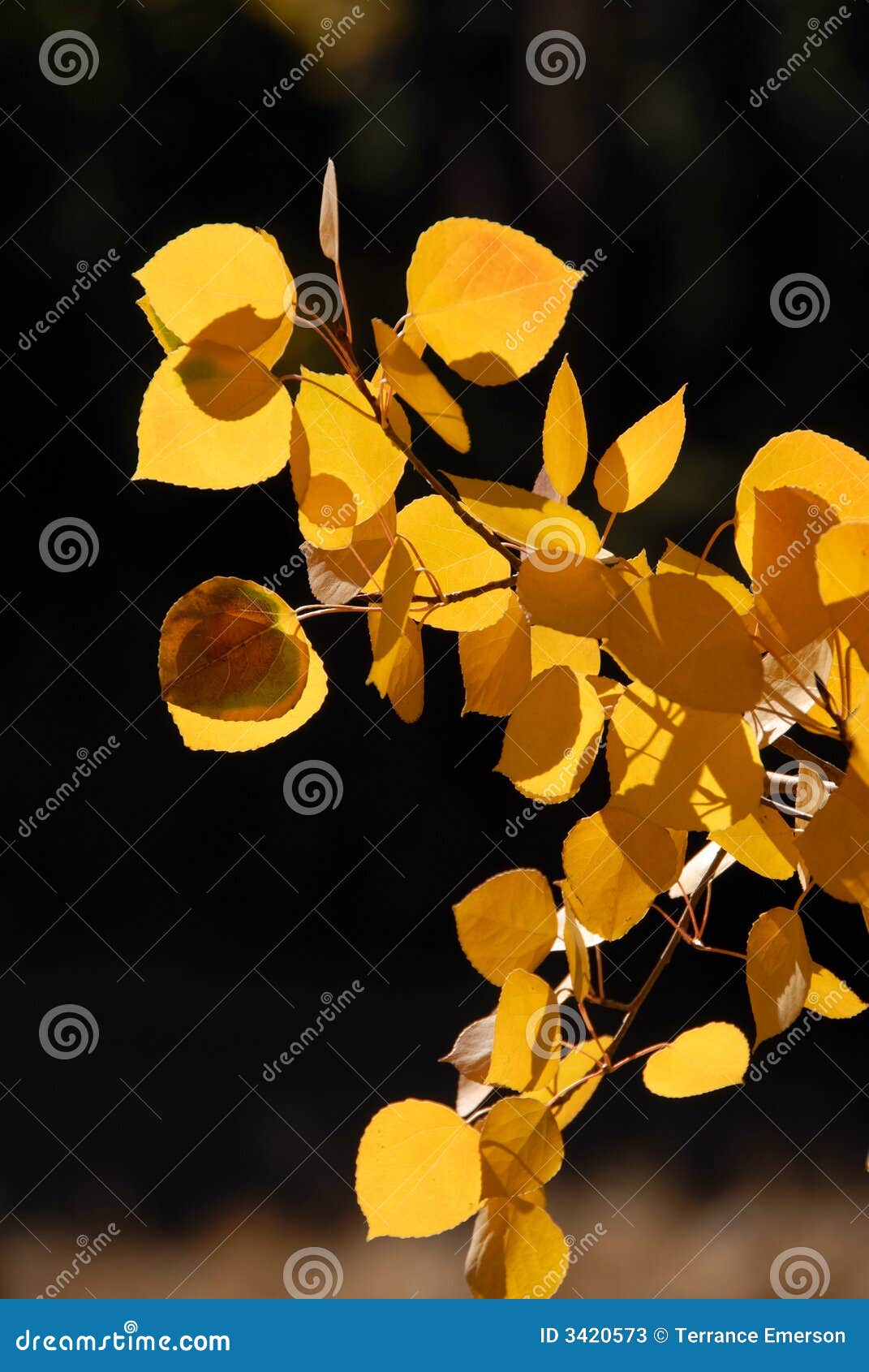 Aspen Leaves Blur Background Texture Stock Photography | CartoonDealer ...