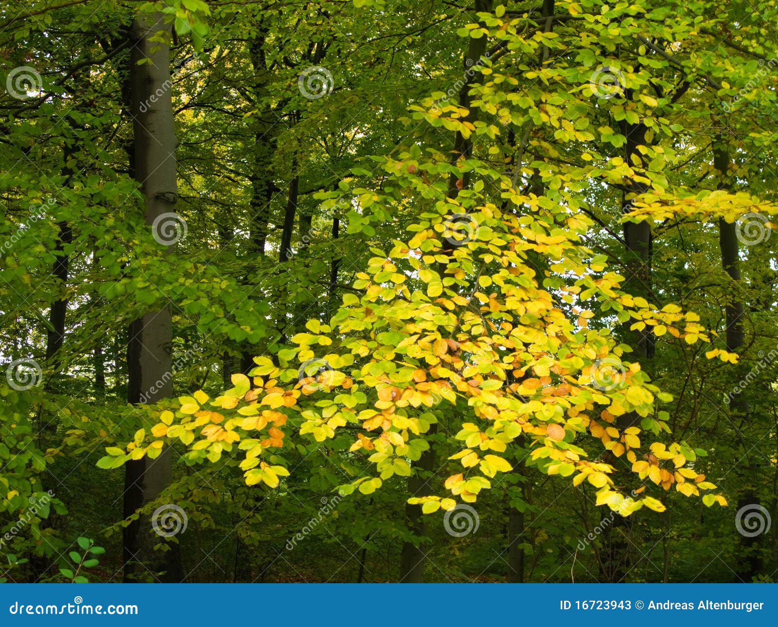 Branch of Yellow Beech Leaves Stock Image - Image of forest, october ...