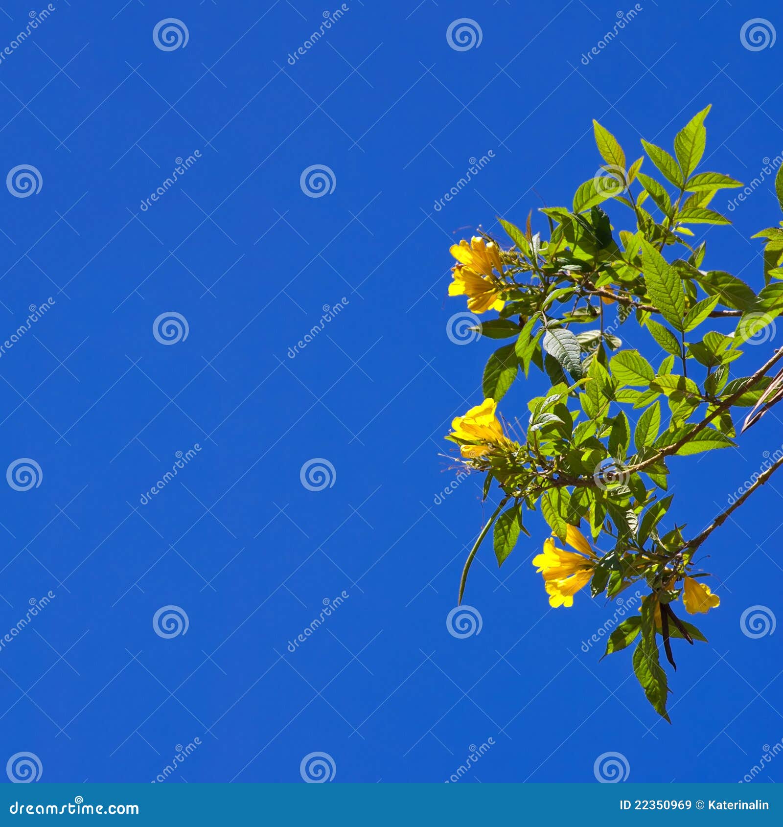 Branch with yellow flowers stock image. Image of life - 22350969