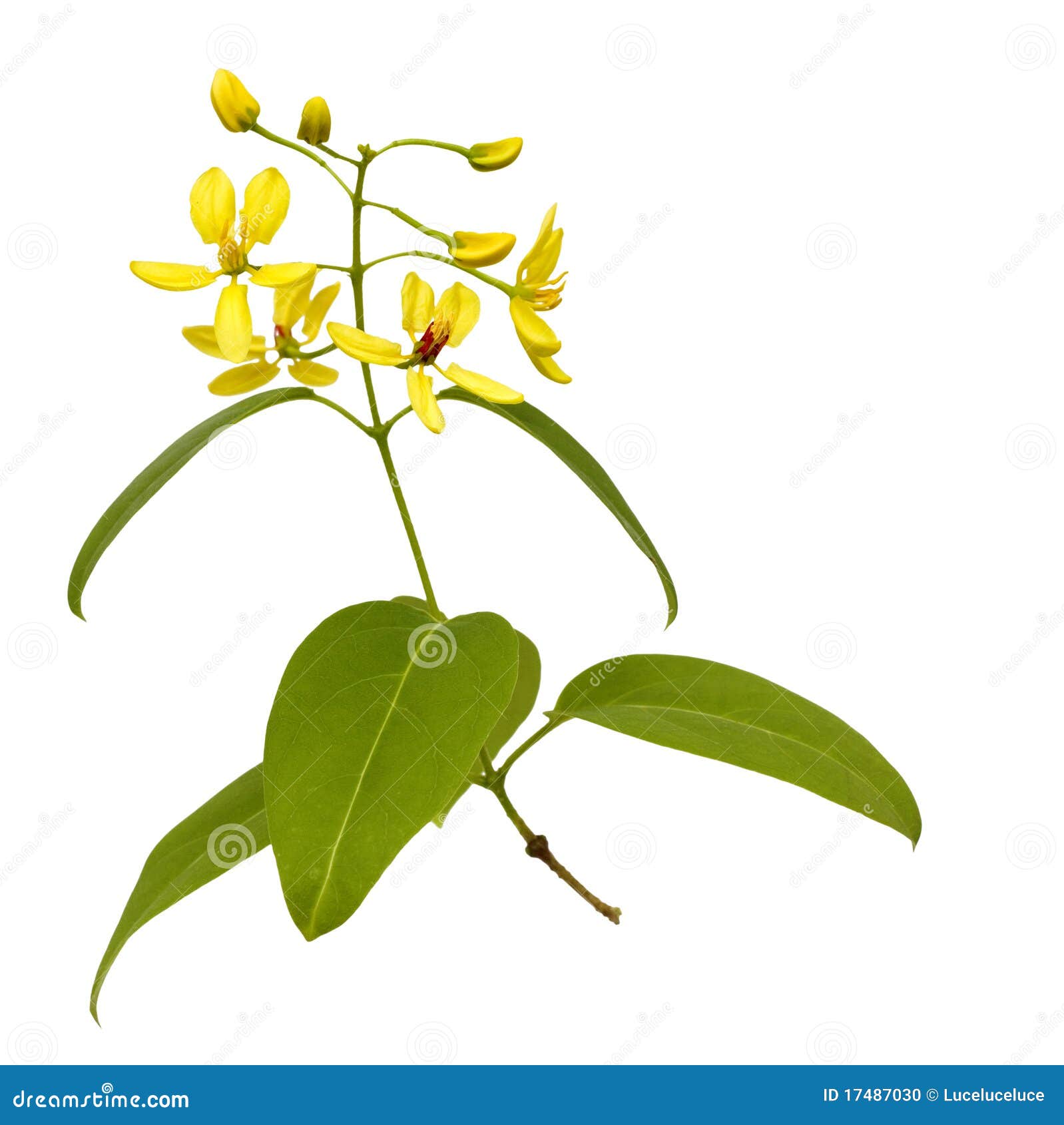 Branch of Yellow Flowers Isolated Stock Photo - Image of stem, seasonal ...