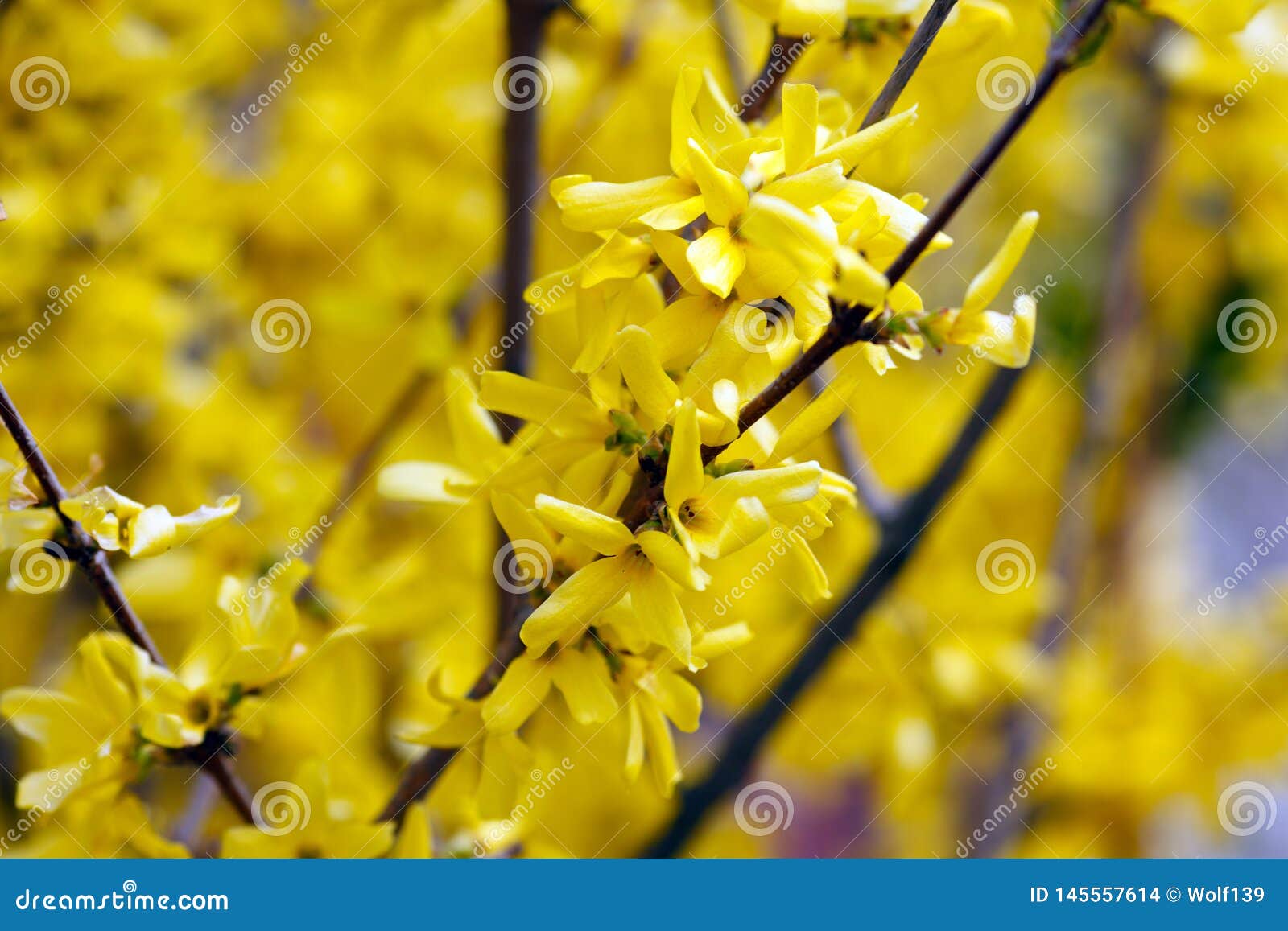 Branch of the Yellow Flowers Stock Photo - Image of spring, tree: 145557614