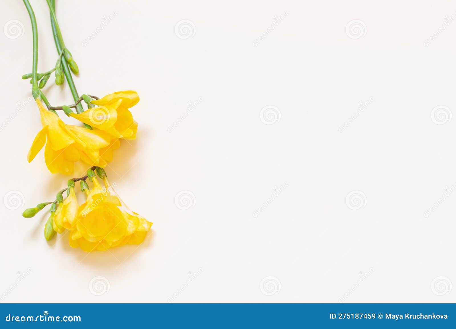 Branch of Yellow Freesia on White Background Stock Image - Image of ...
