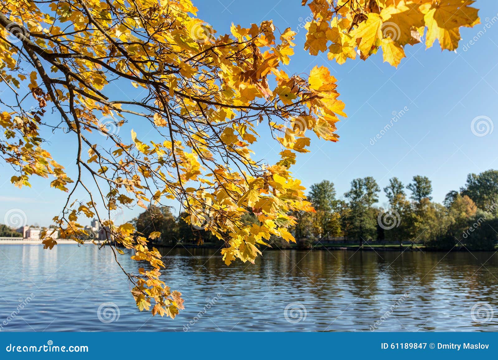 Branch with Yellow Leaves Over the River Stock Image - Image of maple ...