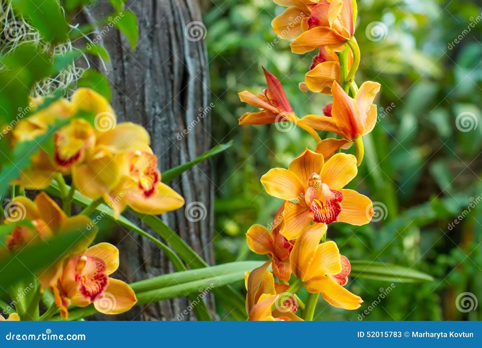 Branch of yellow orchid stock image. Image of head, fragility - 52015783