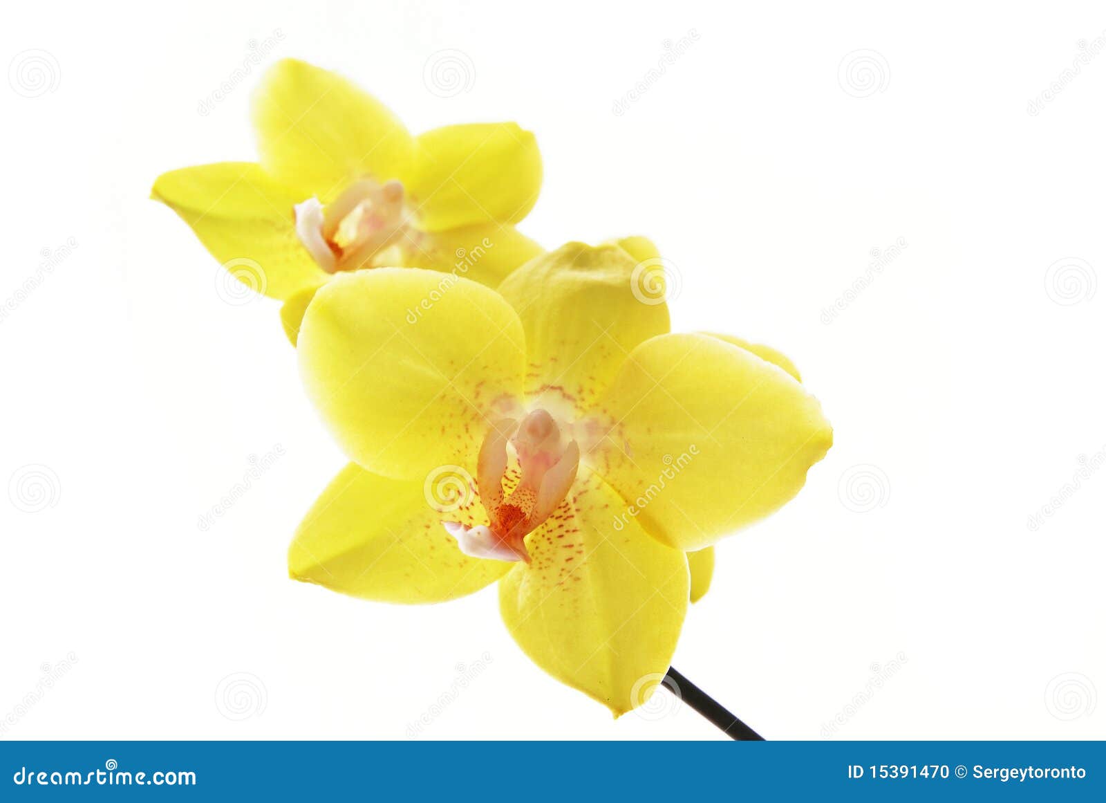 Tiff Present Stock Photos - Free & Royalty-Free Stock Photos from ...