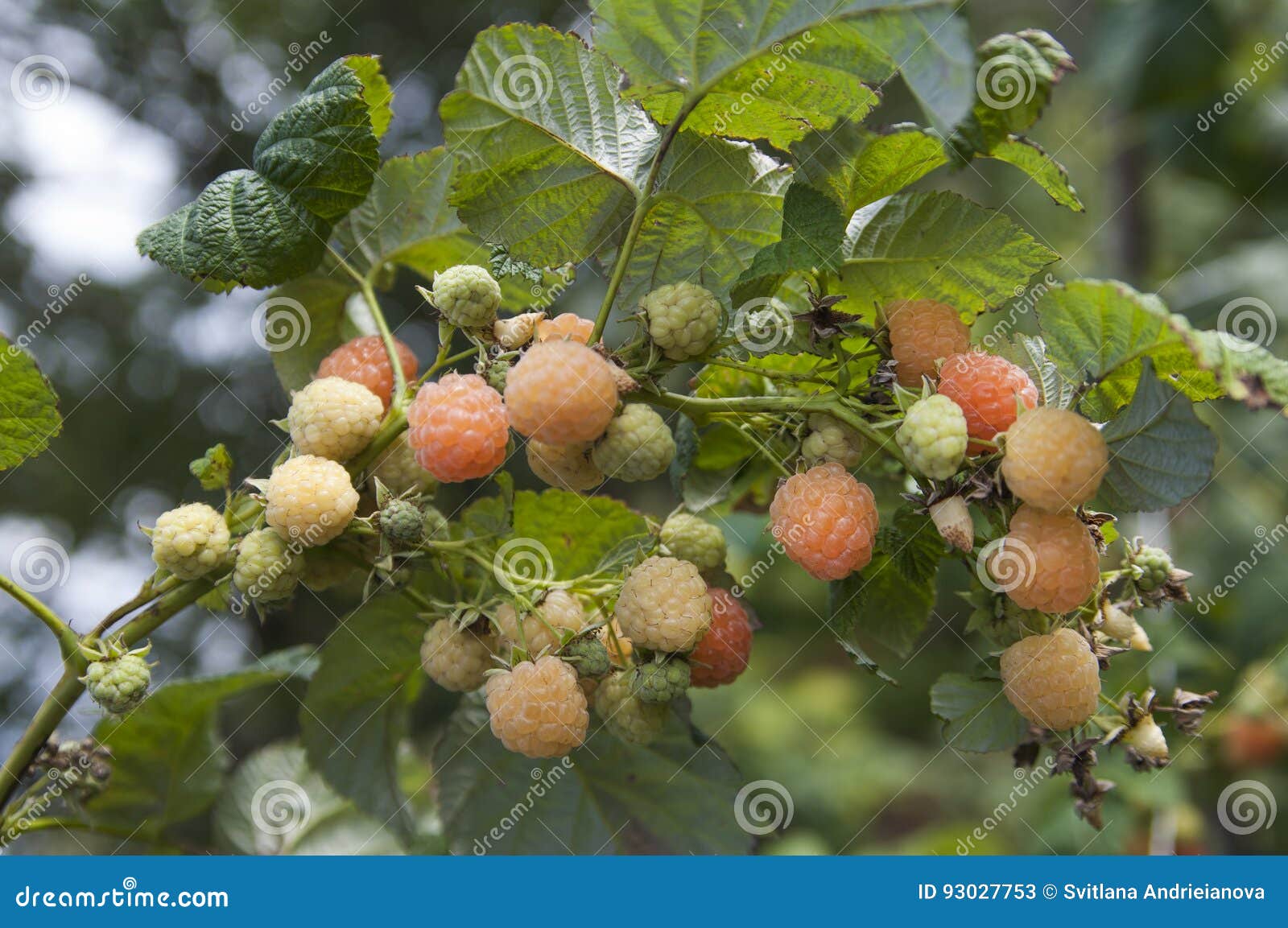 Branch of yellow raspberry stock image. Image of postcard - 93027753