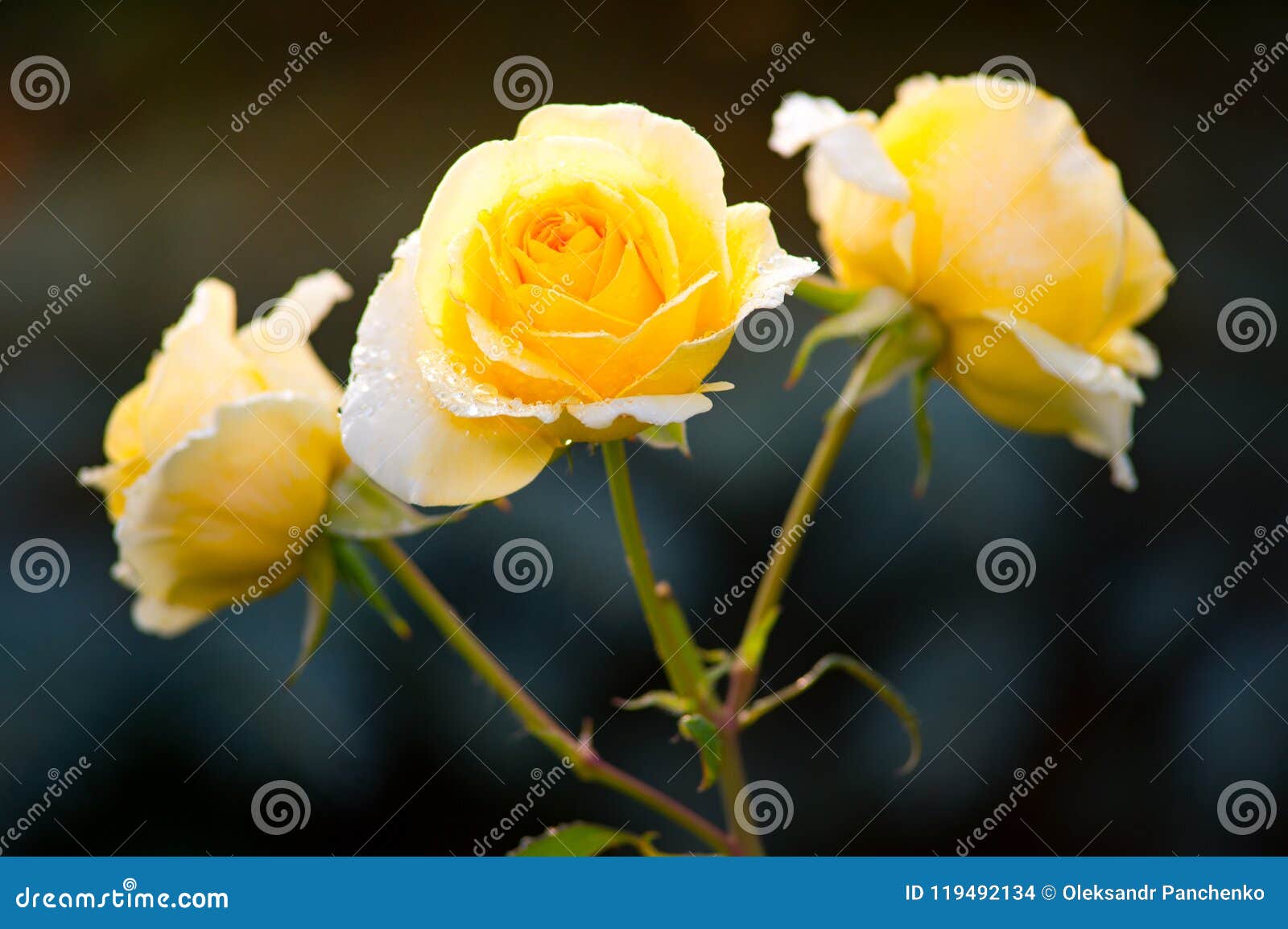 Branch of Yellow Roses Covered with Dew Drops Stock Photo - Image of ...