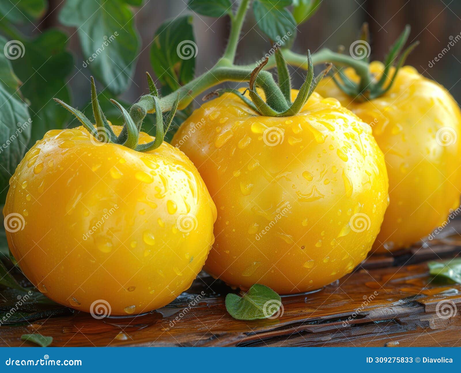 Branch of Yellow Tomatoes Close Up Stock Illustration - Illustration of ... Branch of Yellow Tomatoes Close Up Stock Illustration - Illustration of ...