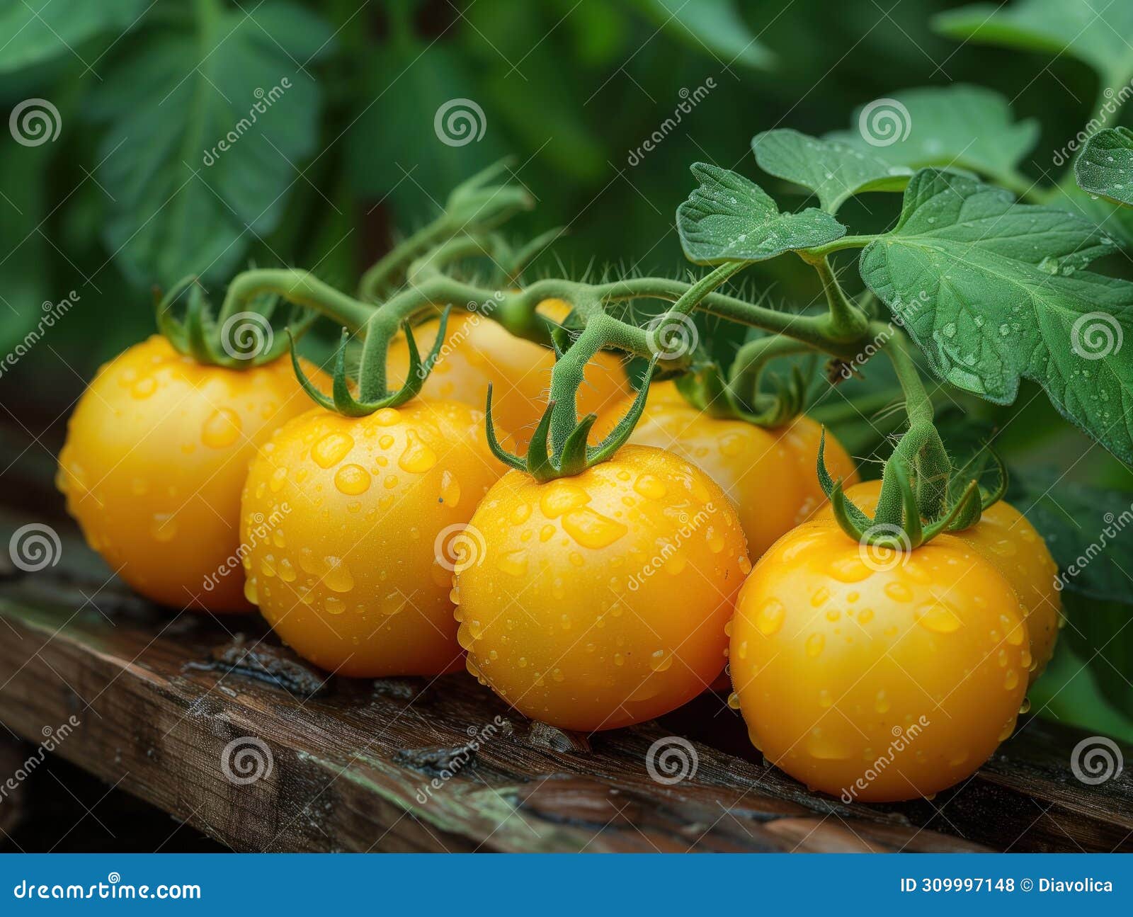 Branch of Yellow Tomatoes Close Up Stock Illustration - Illustration of ... Branch of Yellow Tomatoes Close Up Stock Illustration - Illustration of ...