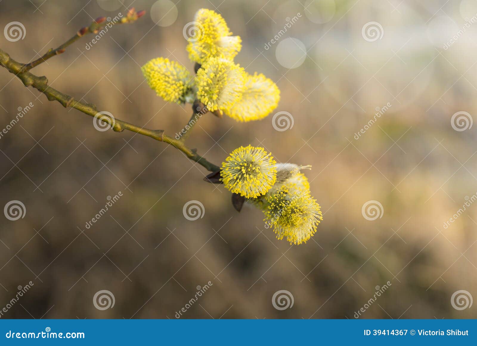 Branch with Yellow Willow Catkin Stock Image - Image of natural, growth ...