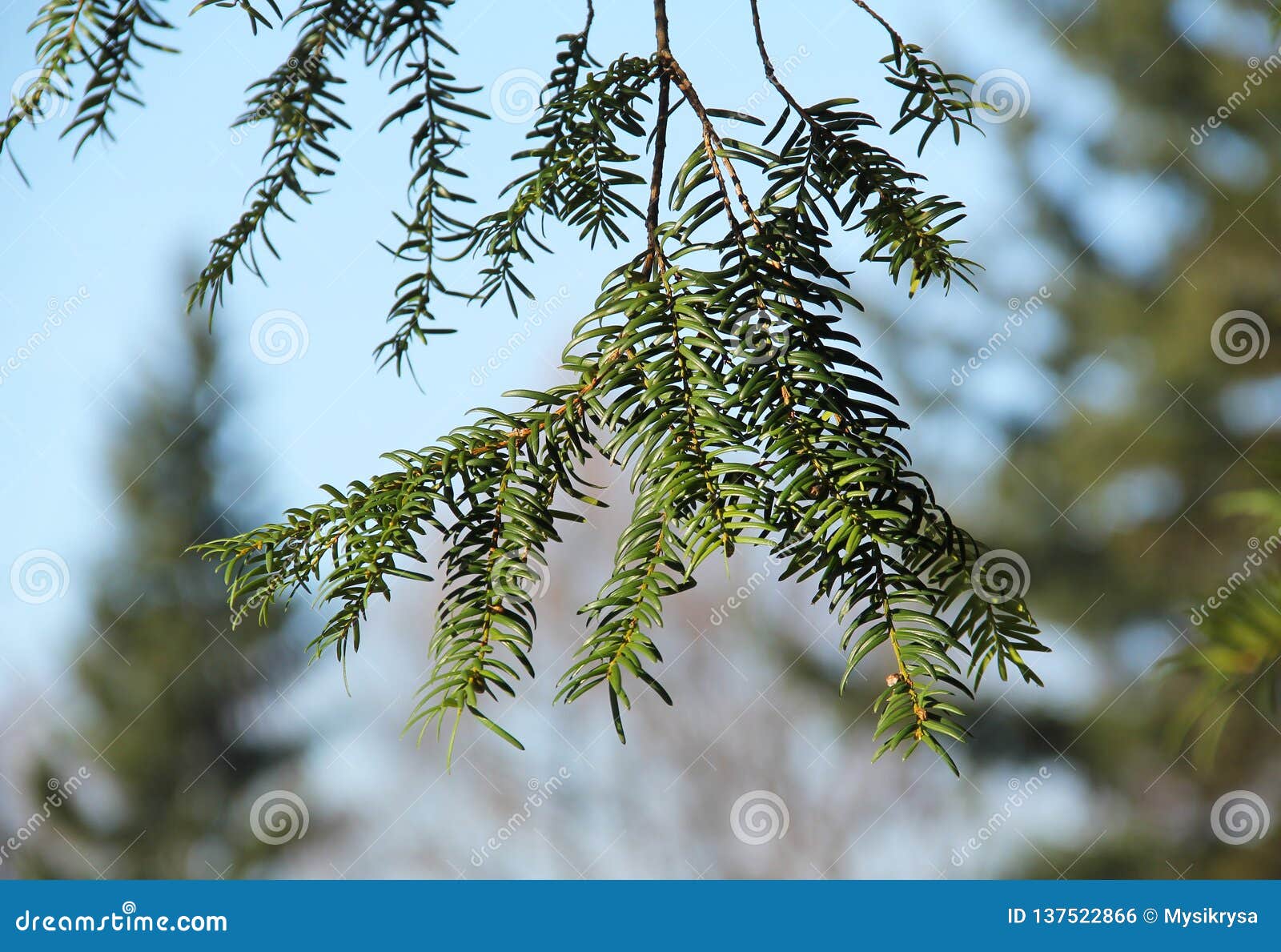 Twigs of yew stock photo. Image of twigs, environment - 137522866