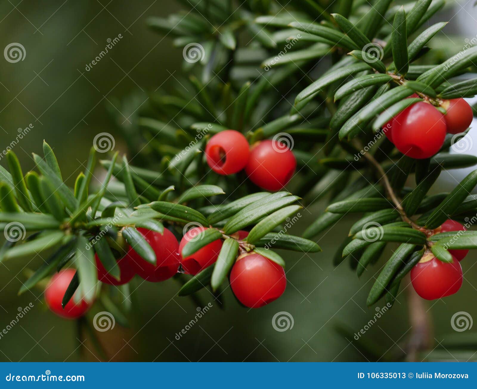 A Branch of a Yew Tree with Red Berries Stock Image - Image of european ...