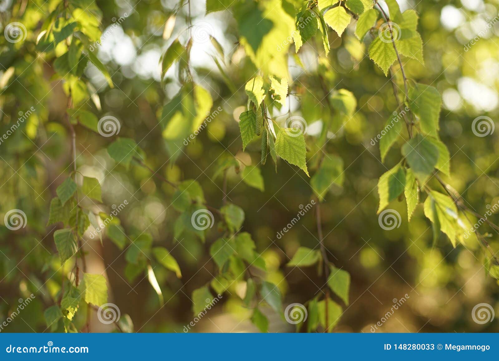 Young Birch Tree Stock Images - Download 8,870 Royalty Free Photos