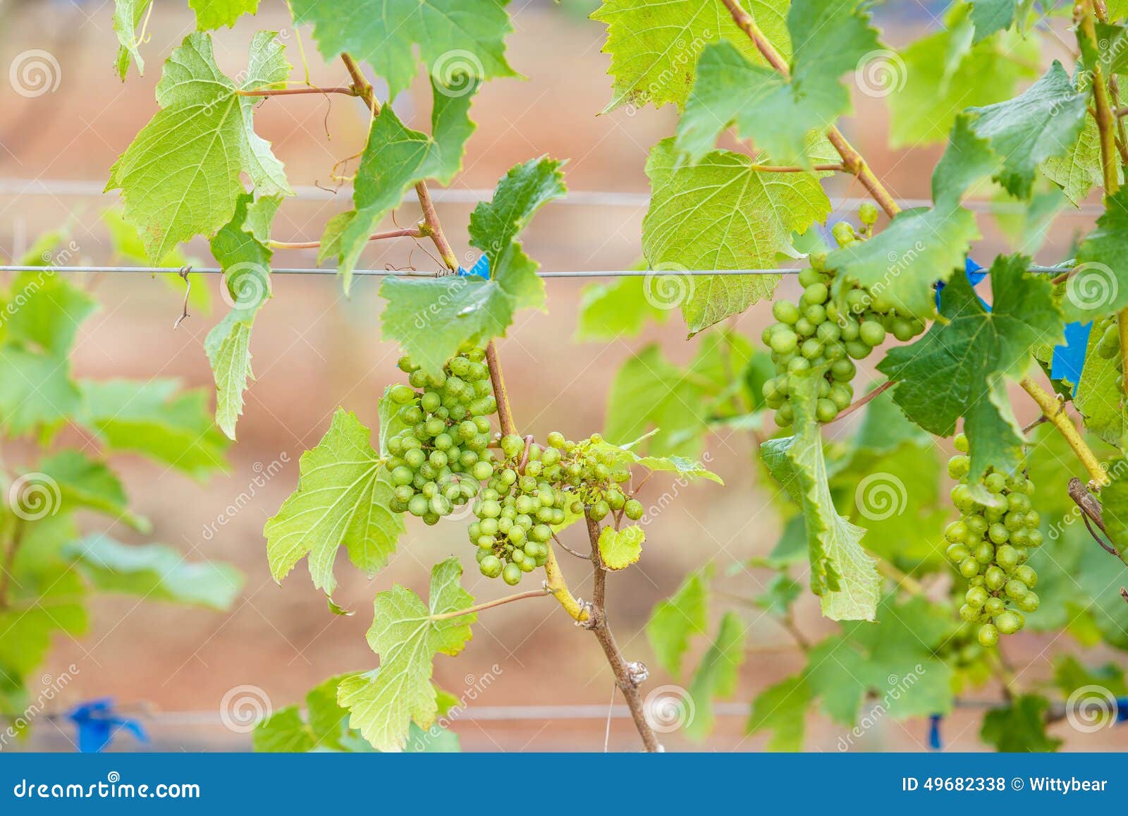 Branch Young Grapes on Vine in Vineyard Stock Photo - Image of young ...