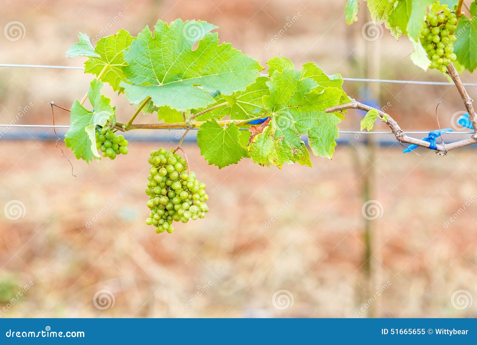 Branch Young Grapes on Vine in Vineyard Stock Image - Image of branch ...
