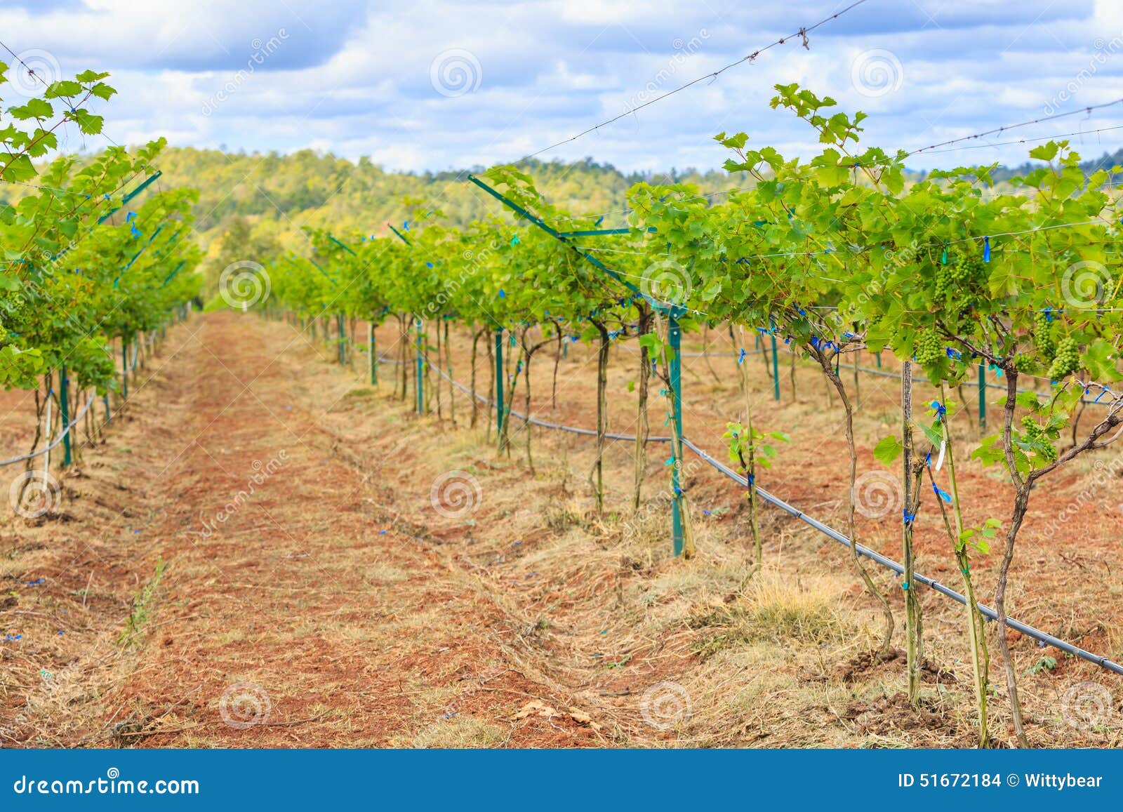 Branch Young Grapes on Vine in Vineyard Stock Photo - Image of ...