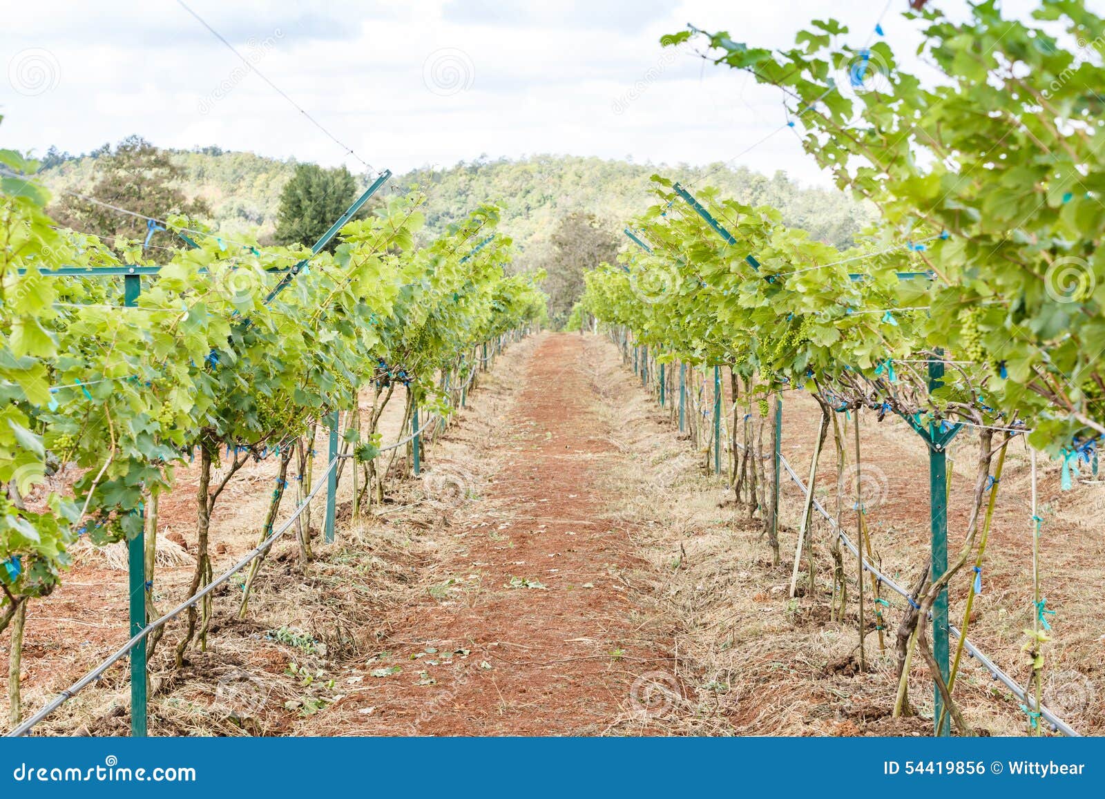Branch Young Grapes on Vine in Vineyard Stock Photo - Image of fresh ...