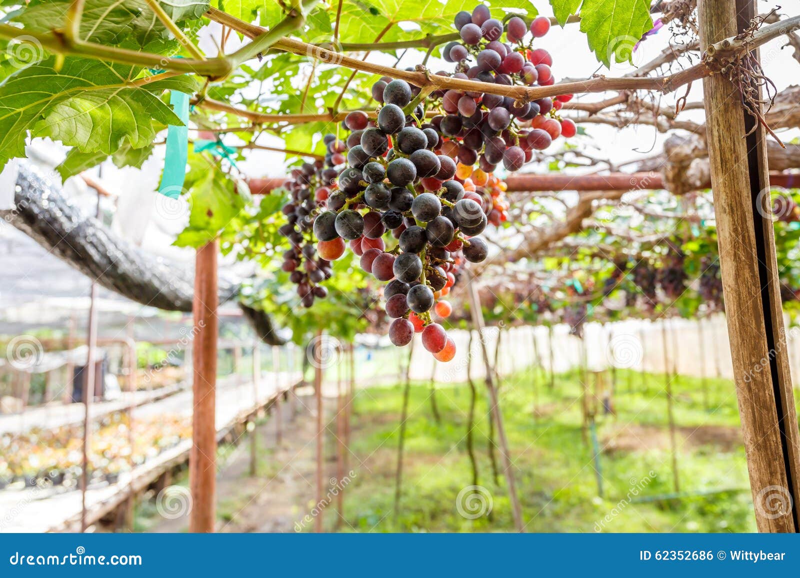 Branch Young Grapes on Vine in Vineyard Stock Photo - Image of grow ...