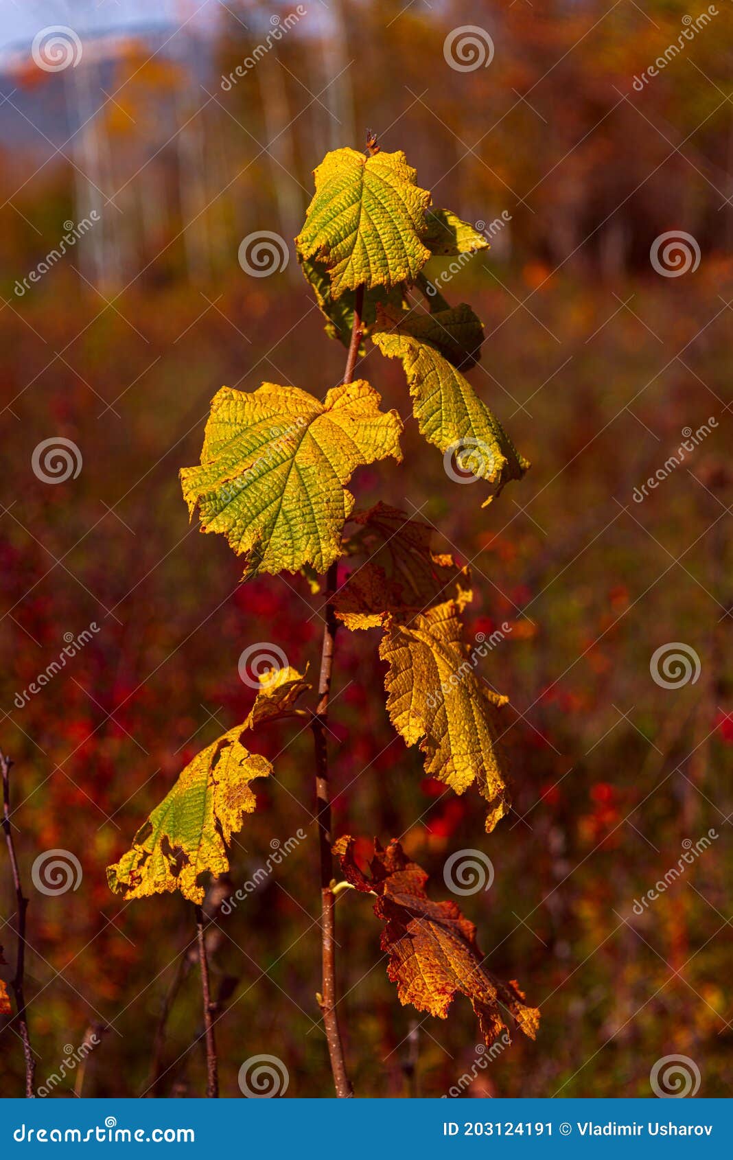 A Branch of a Young Plant, a Tree with Withering Leaves Stock Image ...