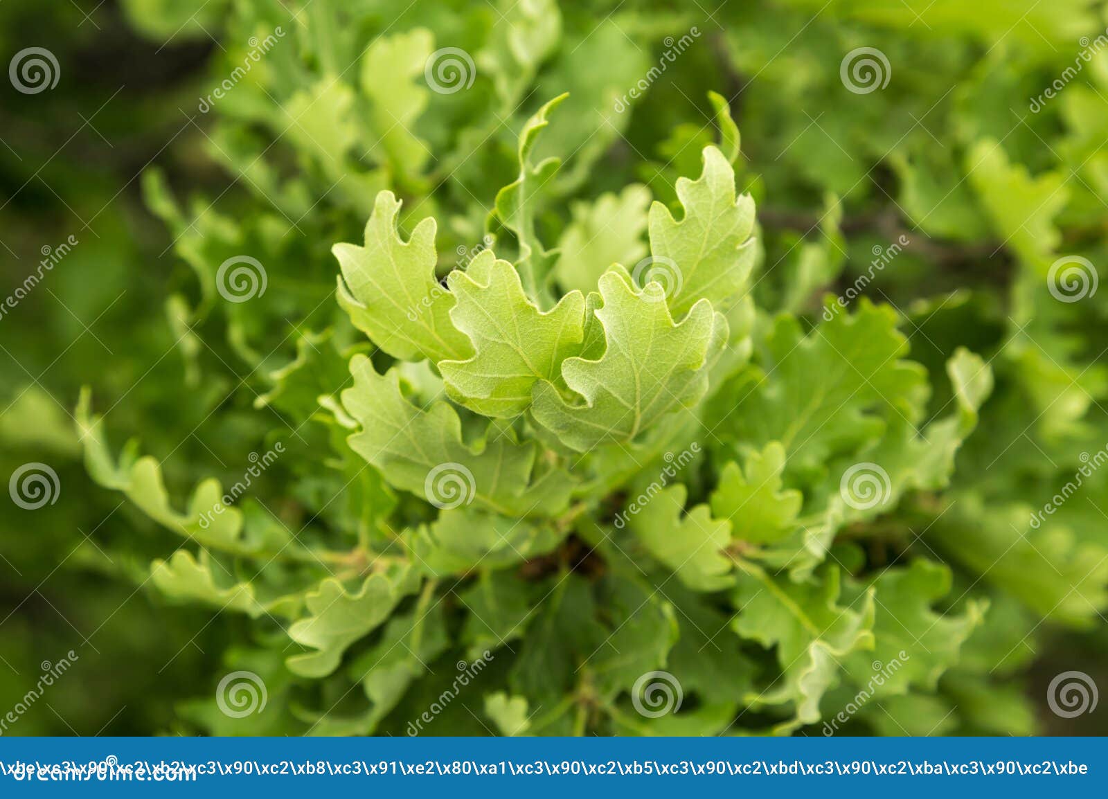 Branch of Young Solar Green Oak Stock Photo - Image of clean, ecology ...