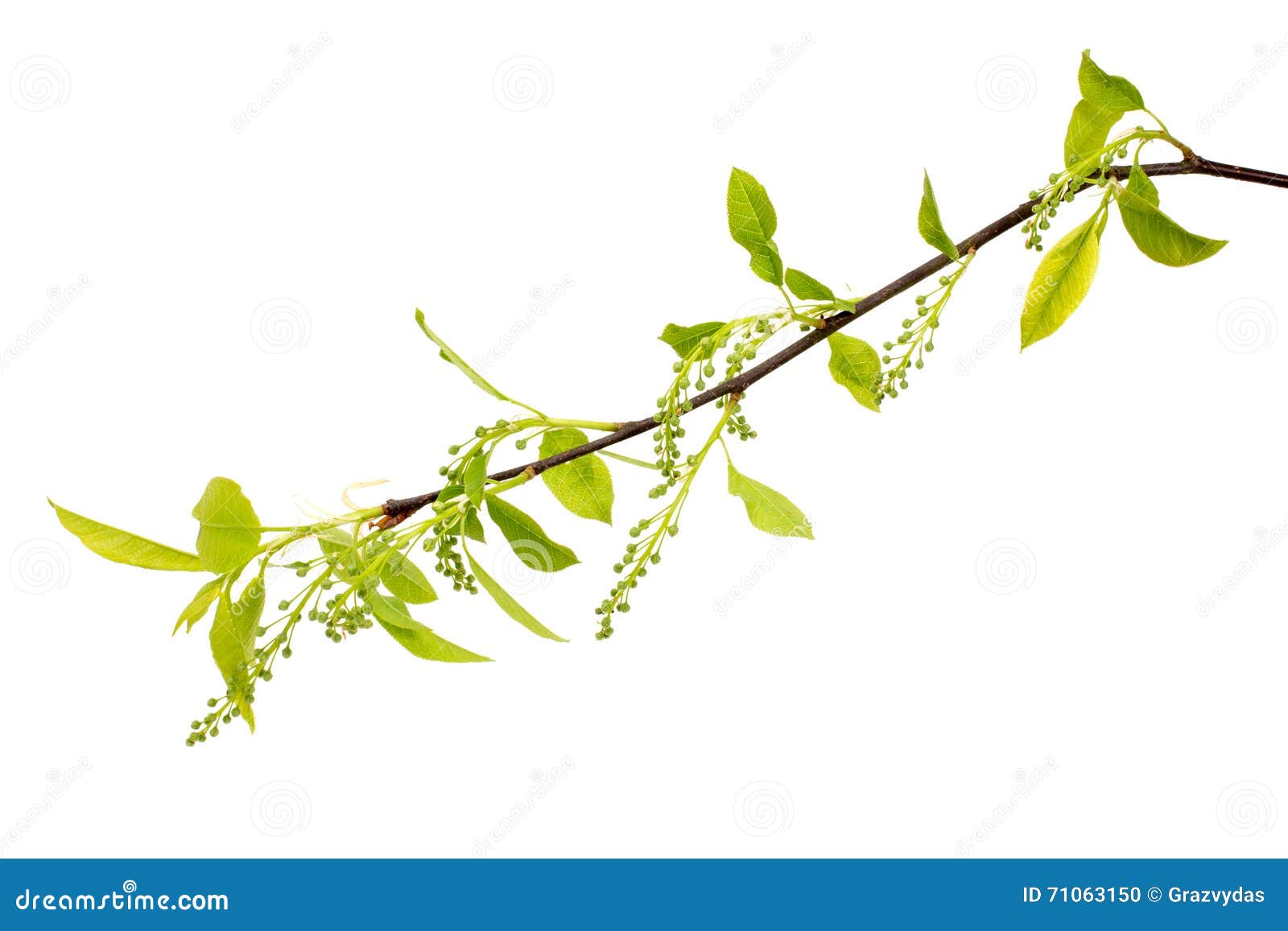 Branche D'arbre Avec De Jeunes Feuilles Photo stock - Image du vert ...