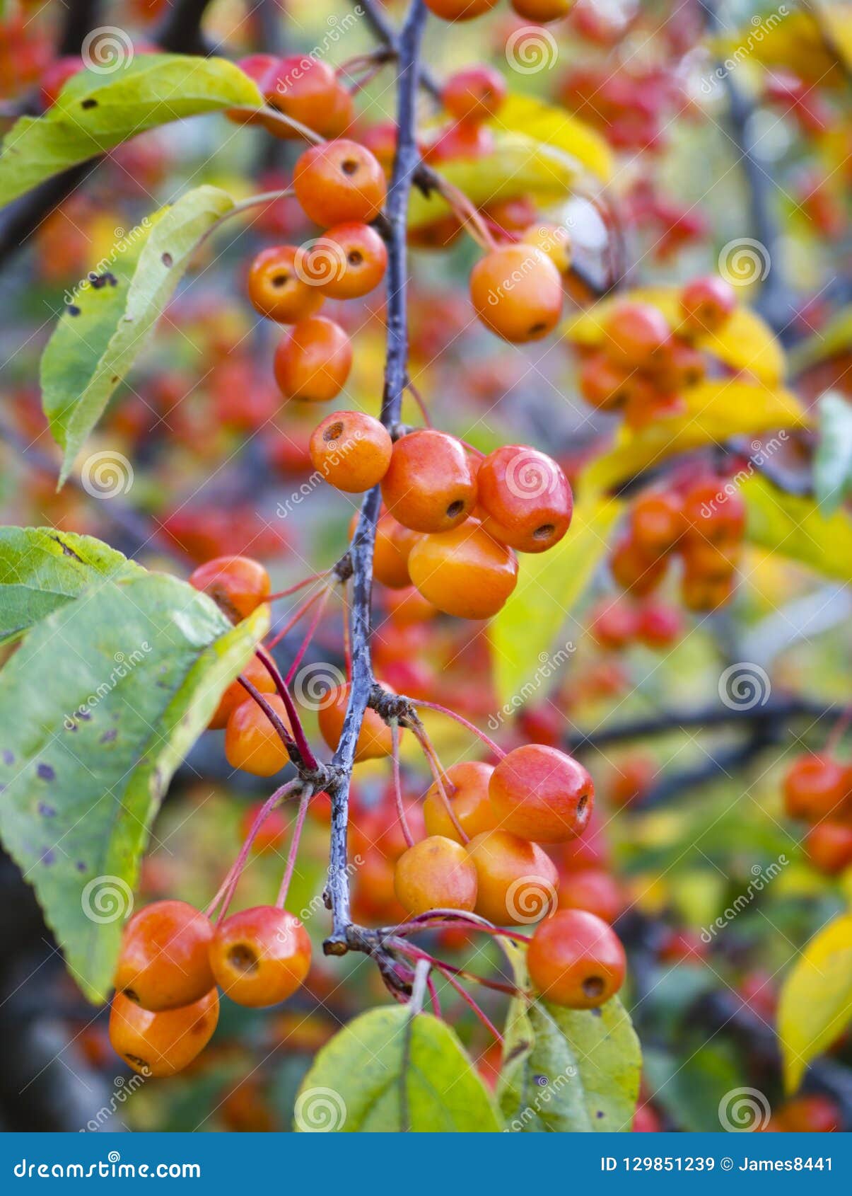 Branche D'arbre Avec Les Baies Et Les Feuilles Rouges Image stock ...