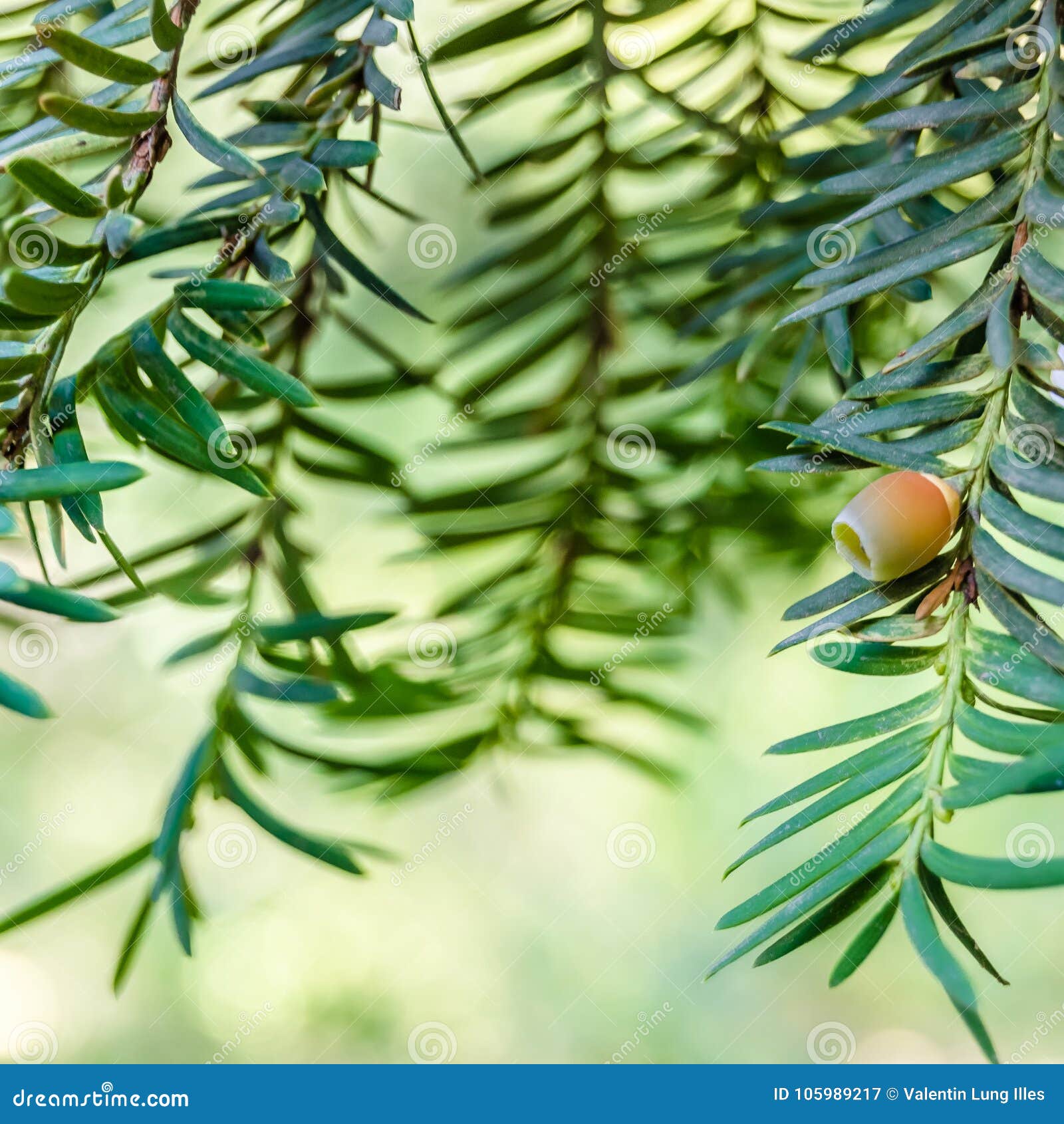 Branche D Arbre D If Stock Images - Download 86 Photos