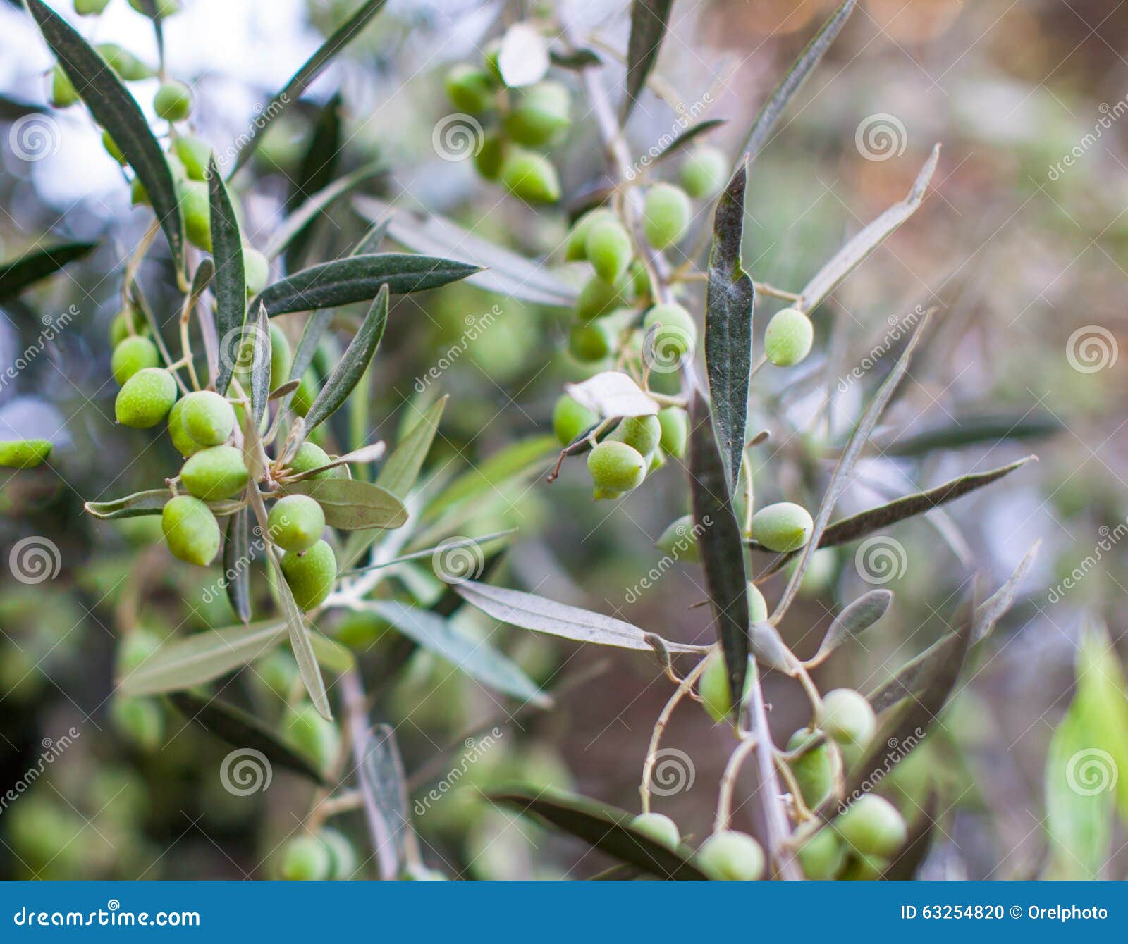 Branche D'olive Verte Sauvage Photo stock - Image du légume, pétrole ...