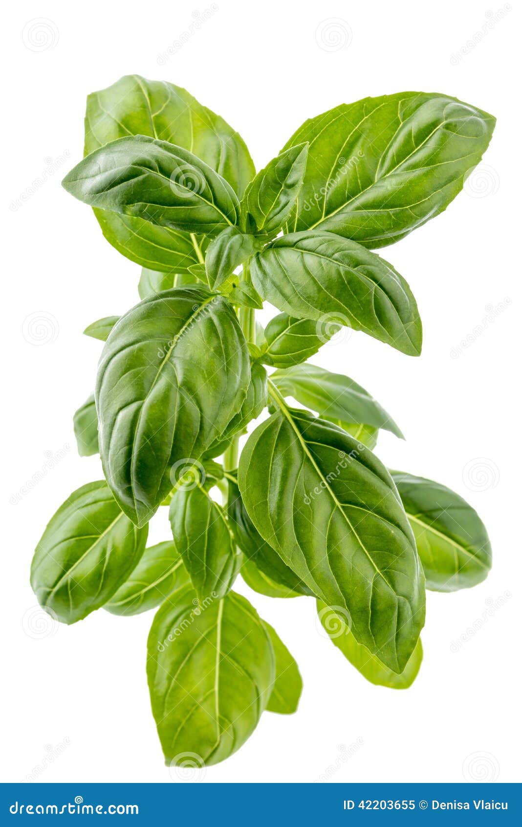 Branche de basilic frais image stock. Image du organique - 42203655