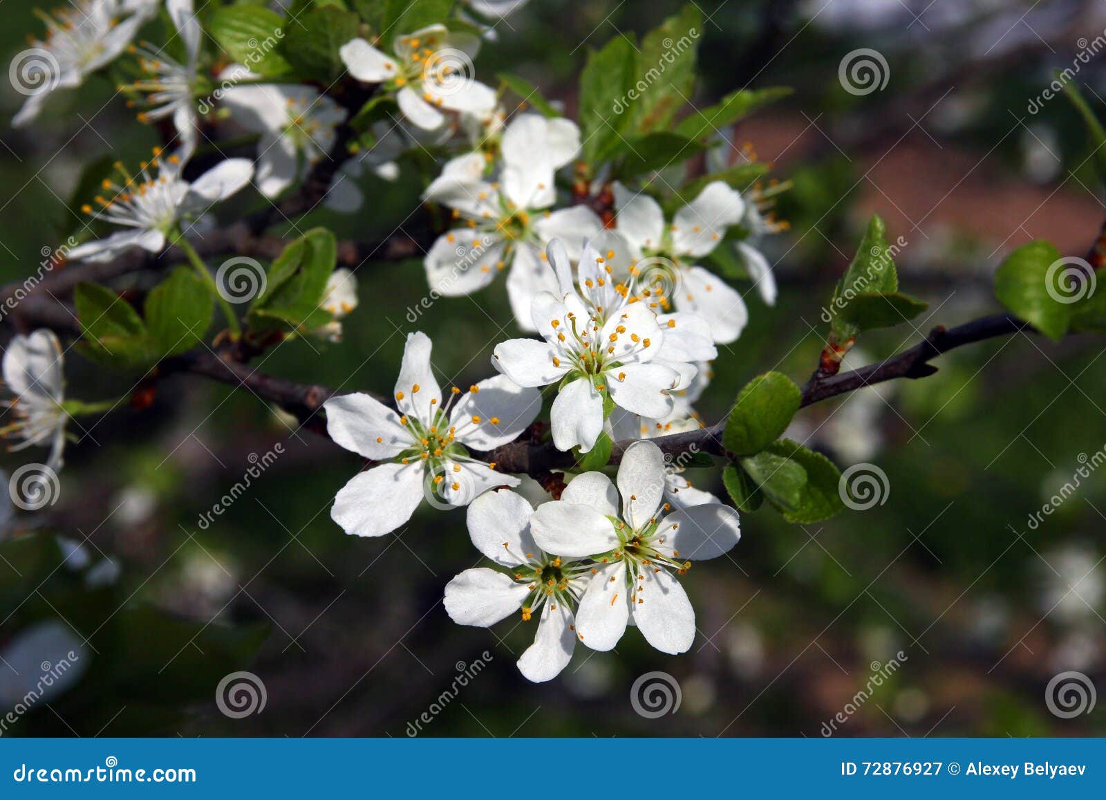 Branche De Beau Prunier De Floraison Avec Beaucoup De Petits Jolis ...