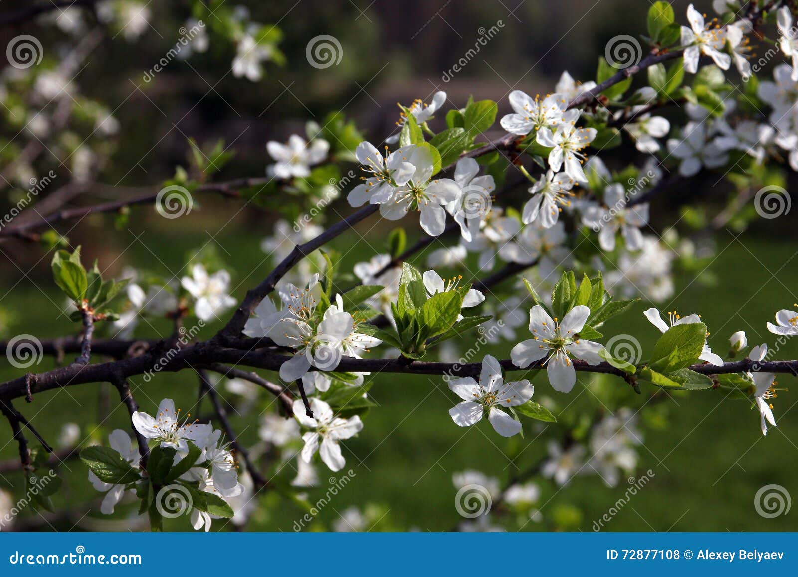Branche De Beau Prunier De Floraison Avec Beaucoup De Petits Jolis ...