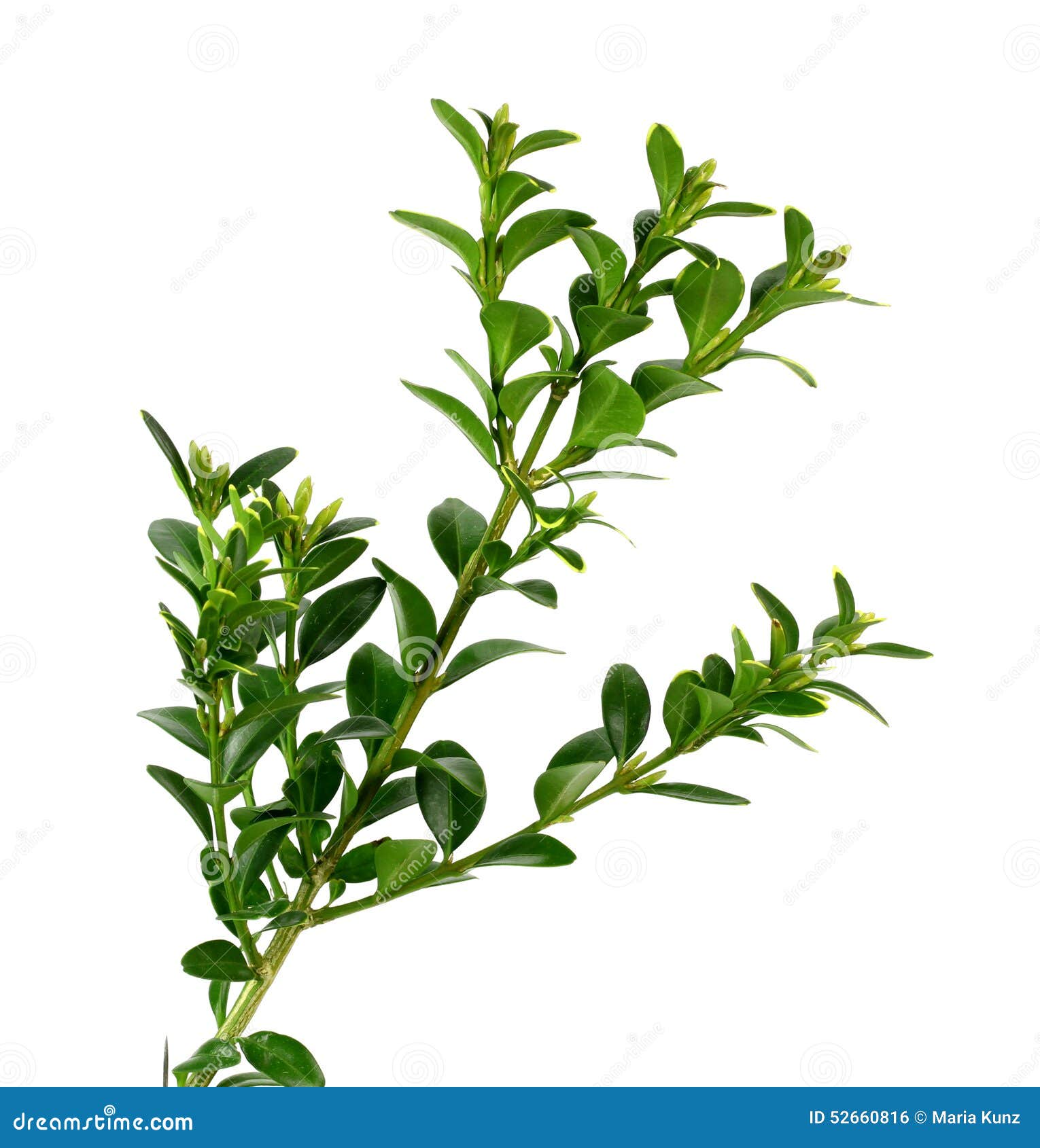 Branche De Buis Sur Un Fond Blanc Photo stock - Image du cadre ...