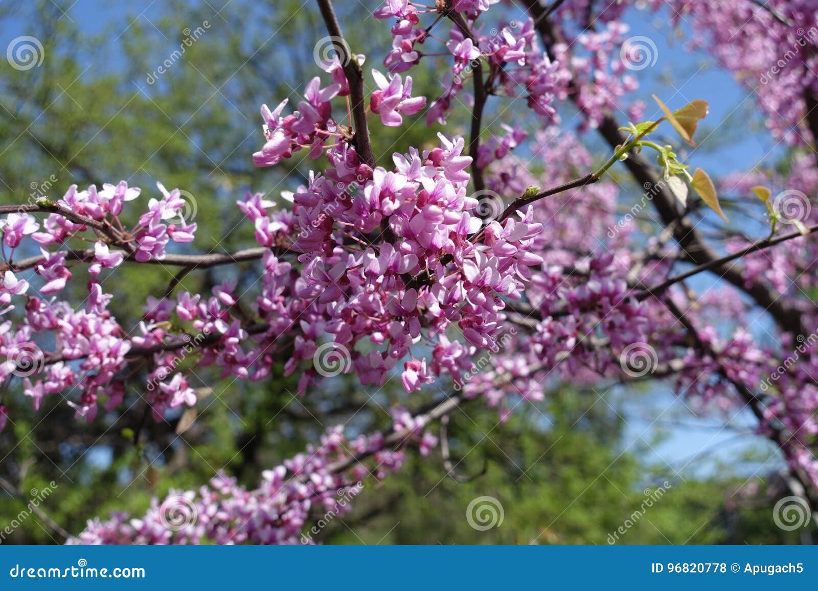 Branche De Buisson Oriental De Redbud En Fleur Photo stock - Image du ...