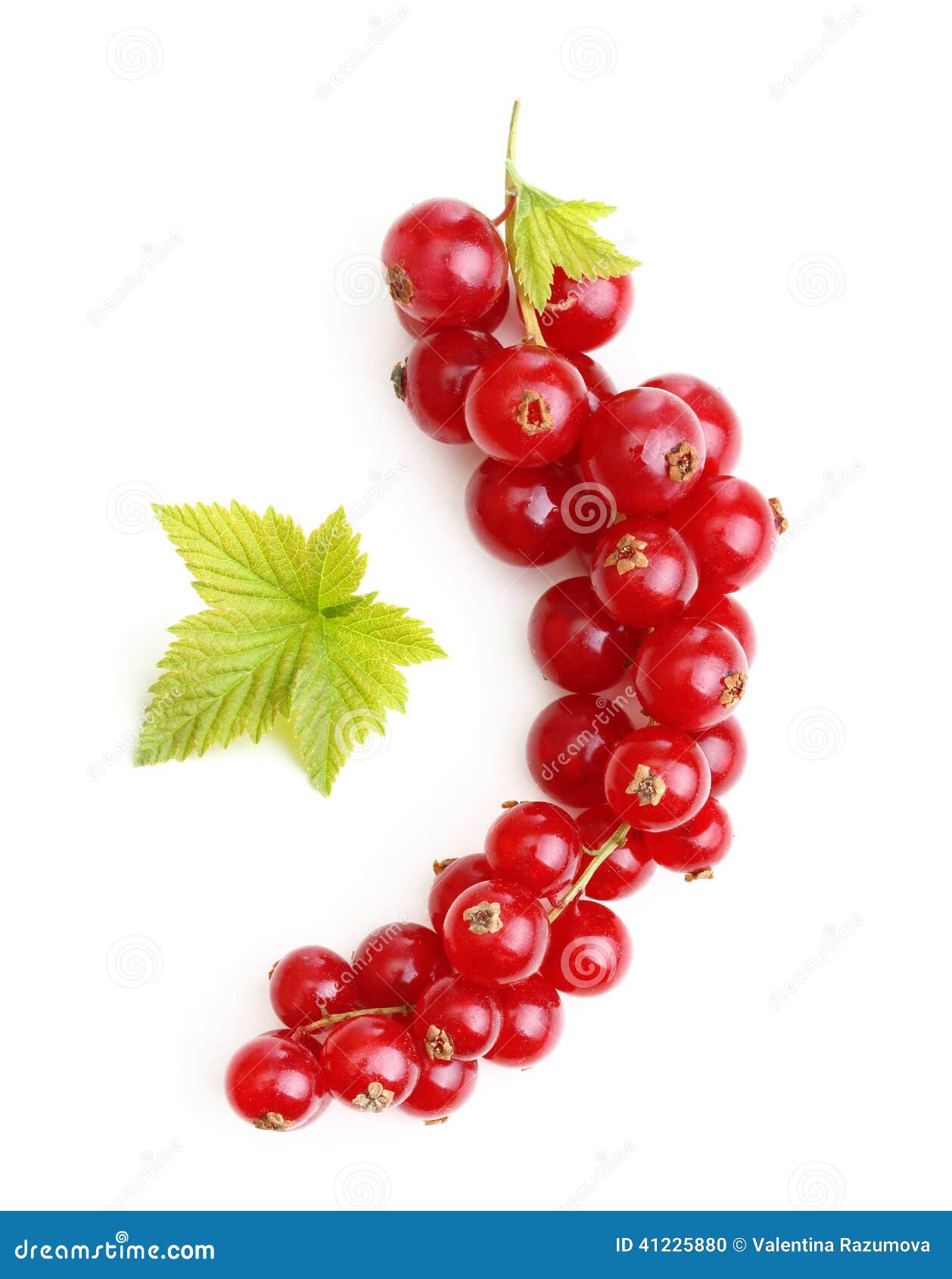 Branche De Groseille Rouge D'isolement Photo stock - Image du vivacité ...