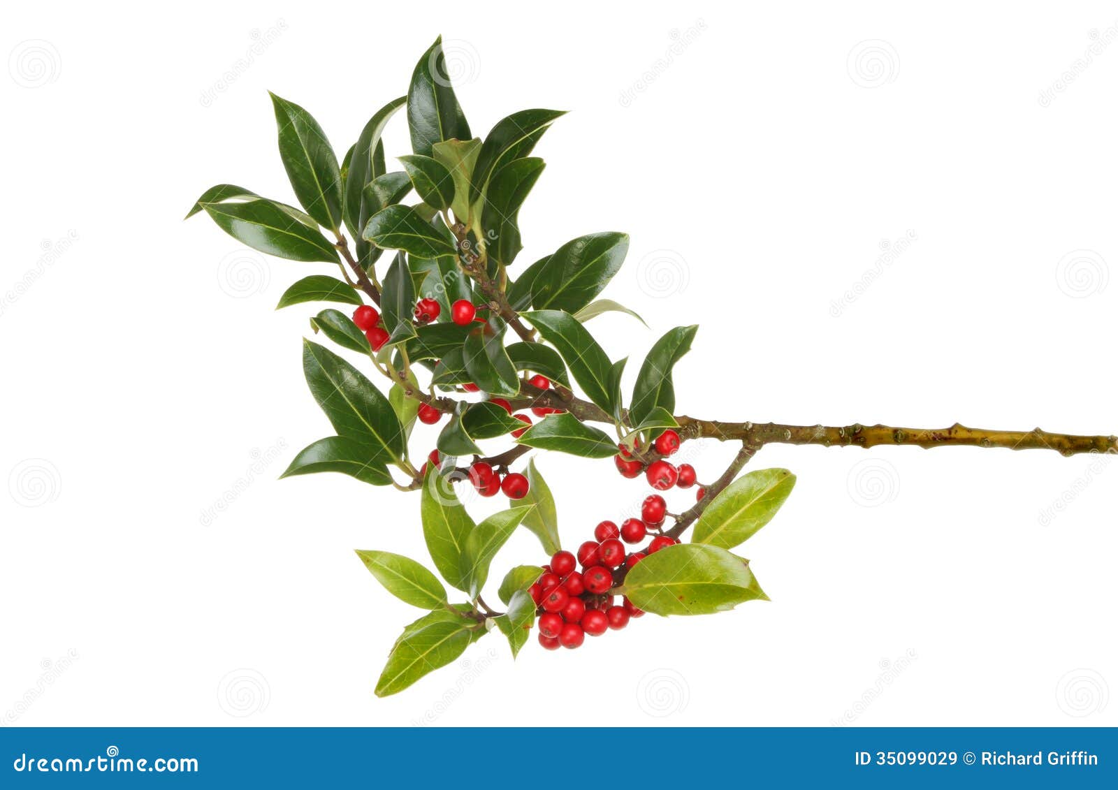 Branche de houx image stock. Image du fruits, isolement - 35099029