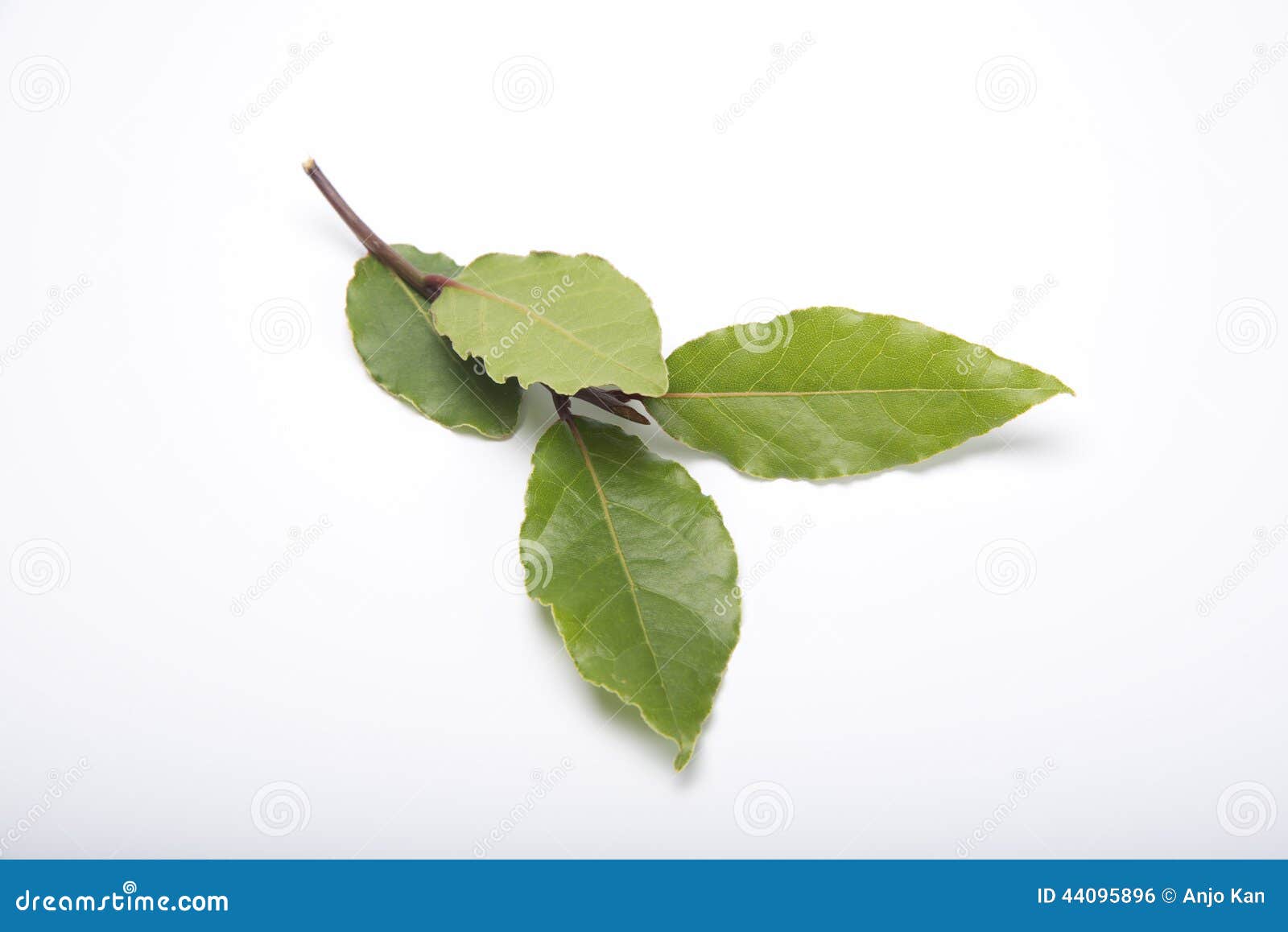 Branche de laurier frais photo stock. Image du laurier - 44095896