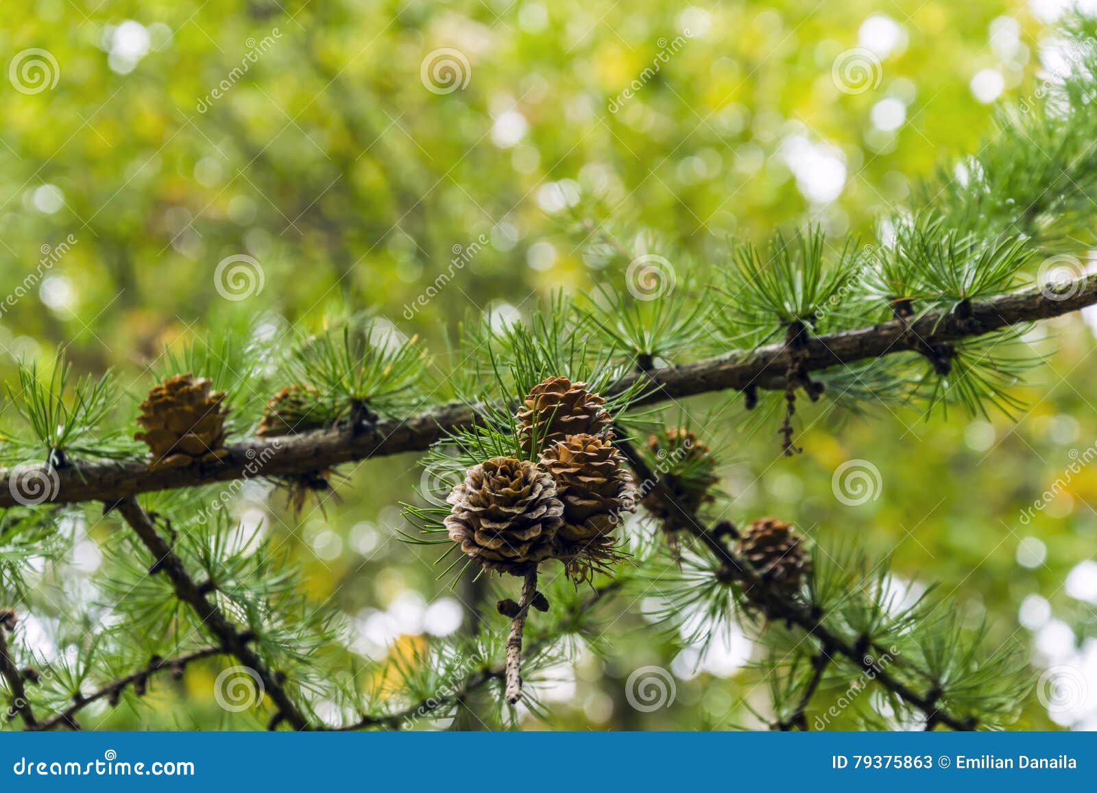 Branche de pin image stock. Image du branche - 79375863